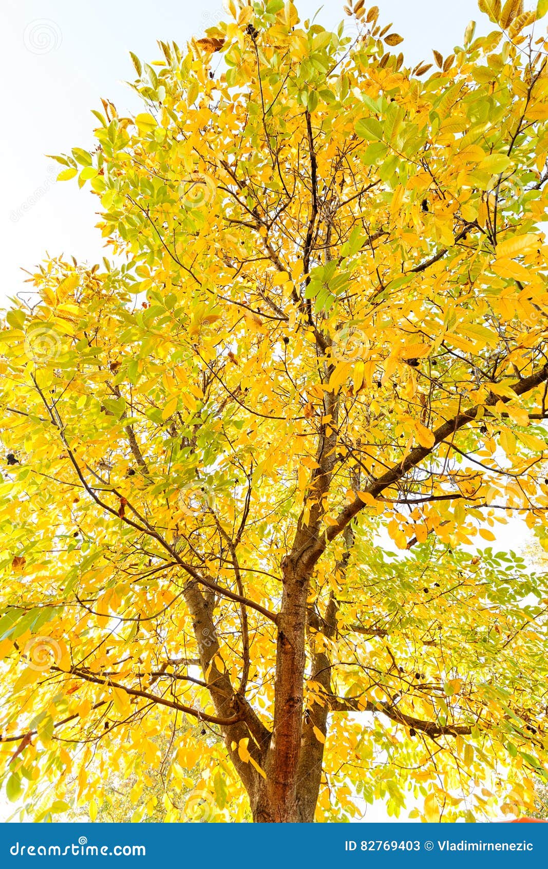 Oak in autumn stock image. Image of park, foliage, nature - 82769403
