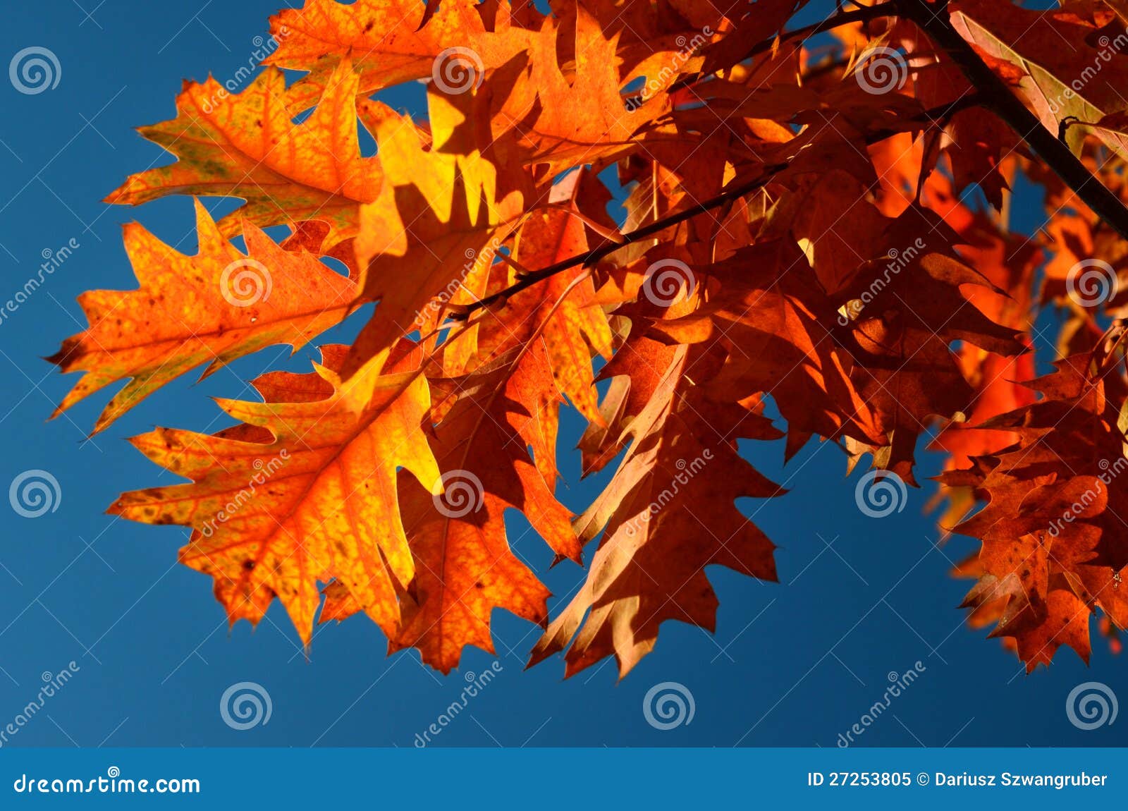 Oak autumn trees stock image. Image of beautiful, bright - 27253805