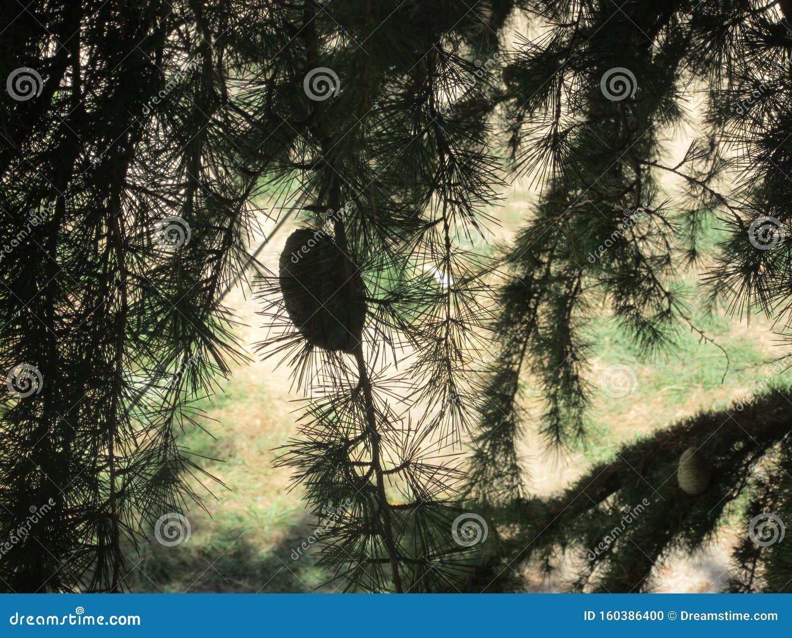 Oak-ball in the Branches of Leaves Stock Photo - Image of shadow, resin ...