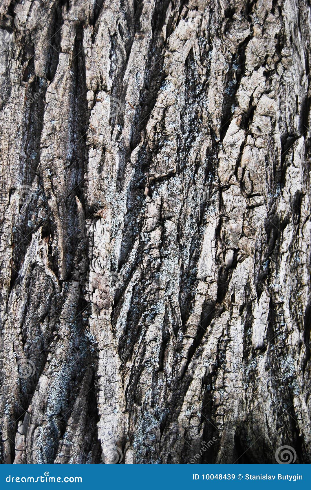 Oak bark stock image. Image of rough, background, abstract - 10048439