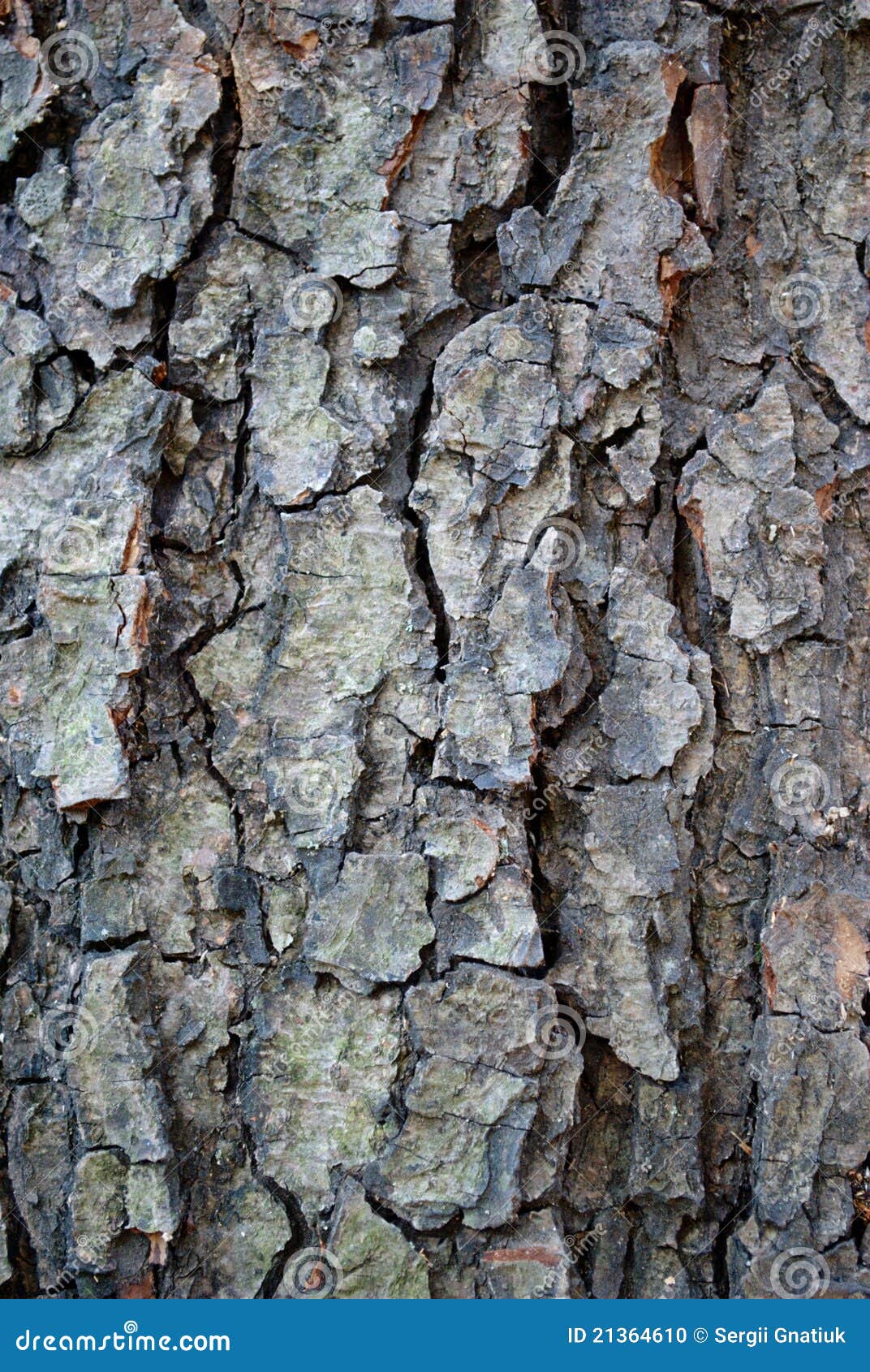 Oak bark stock photo. Image of gray, branches, pine, protection - 21364610