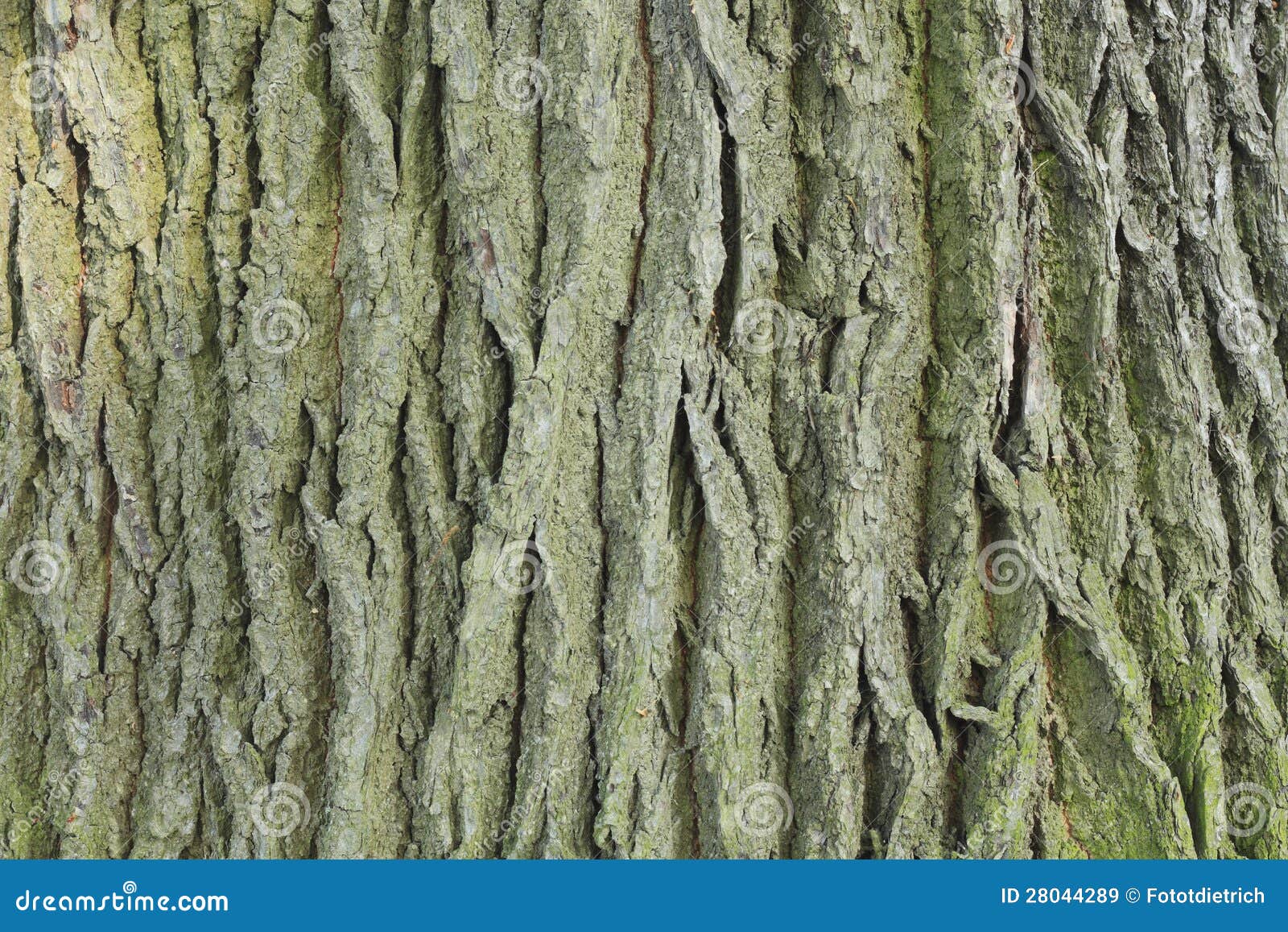 Oak bark stock image. Image of macro, close, outdoor - 28044289