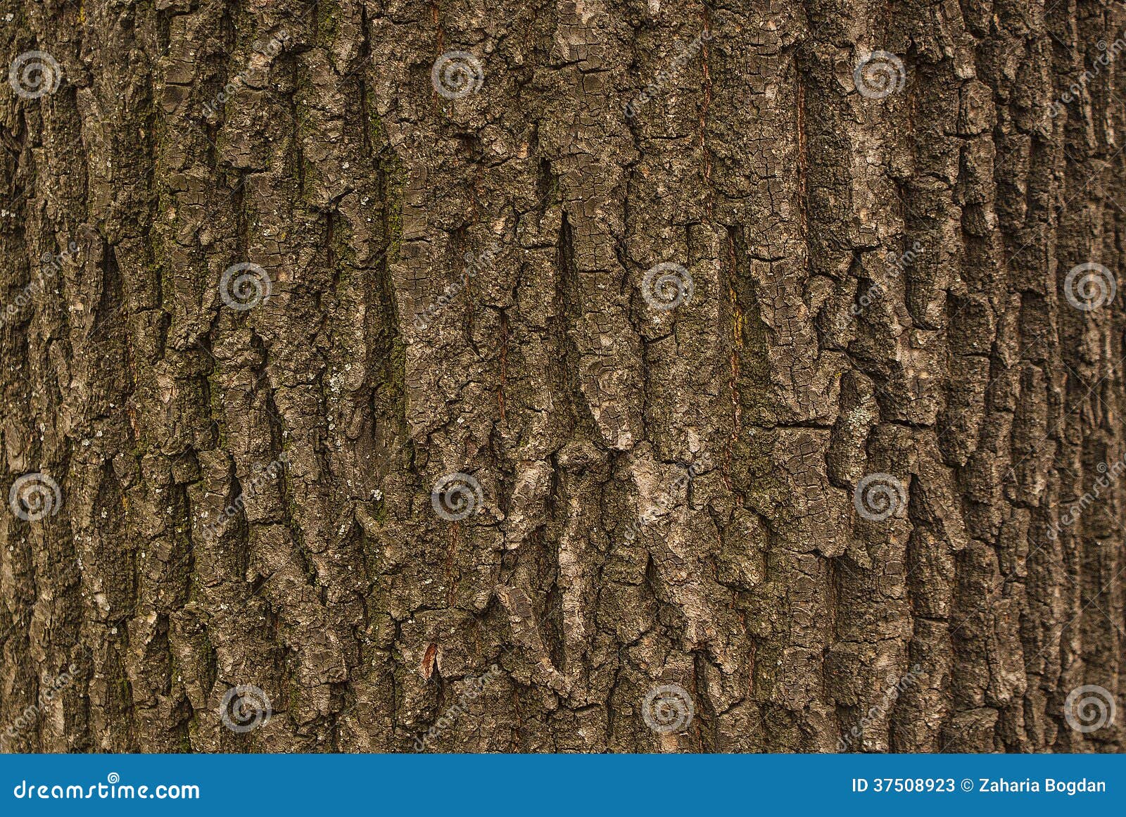Oak bark stock image. Image of tree, effect, nature, pattern - 37508923
