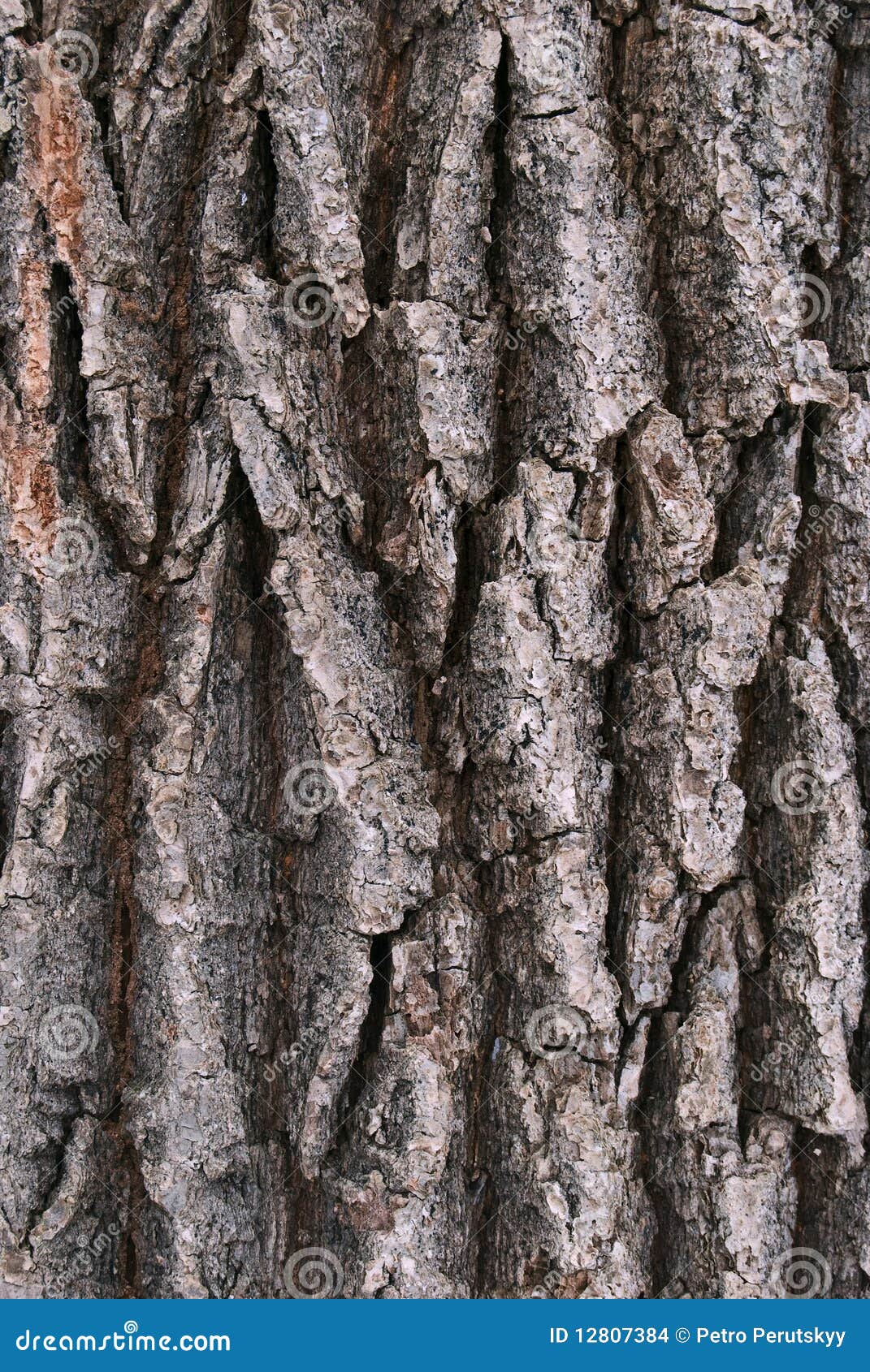 Oak bark background stock photo. Image of plant, full - 12807384