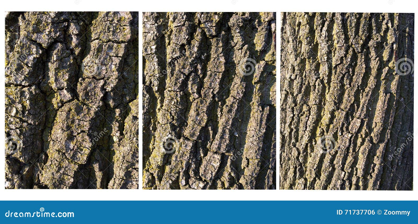 Oak bark stock photo. Image of detail, material, ancient - 71737706