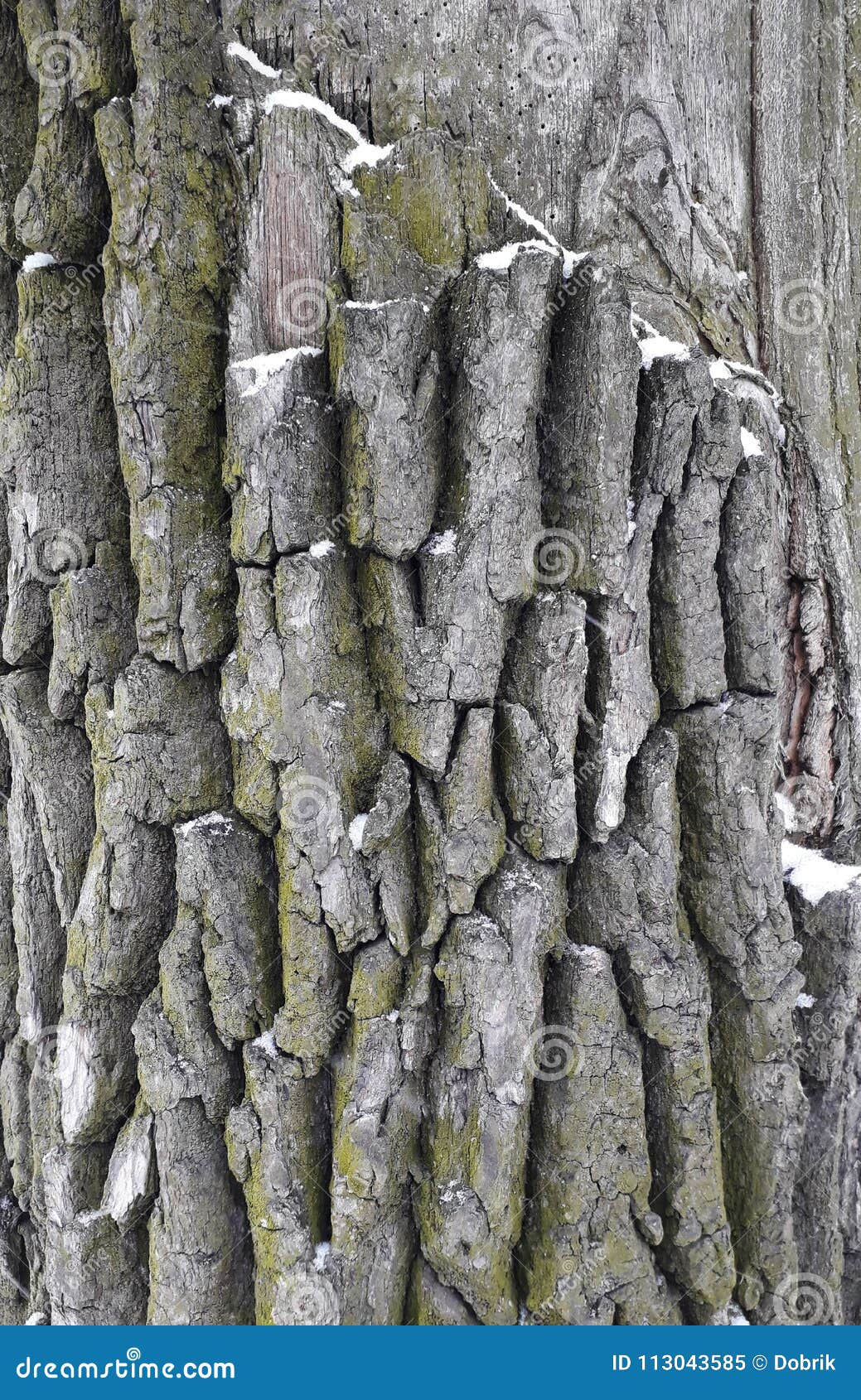 Oak Bark Macro, Tree Trunk Close-up, Stock Image - Image of macro ...
