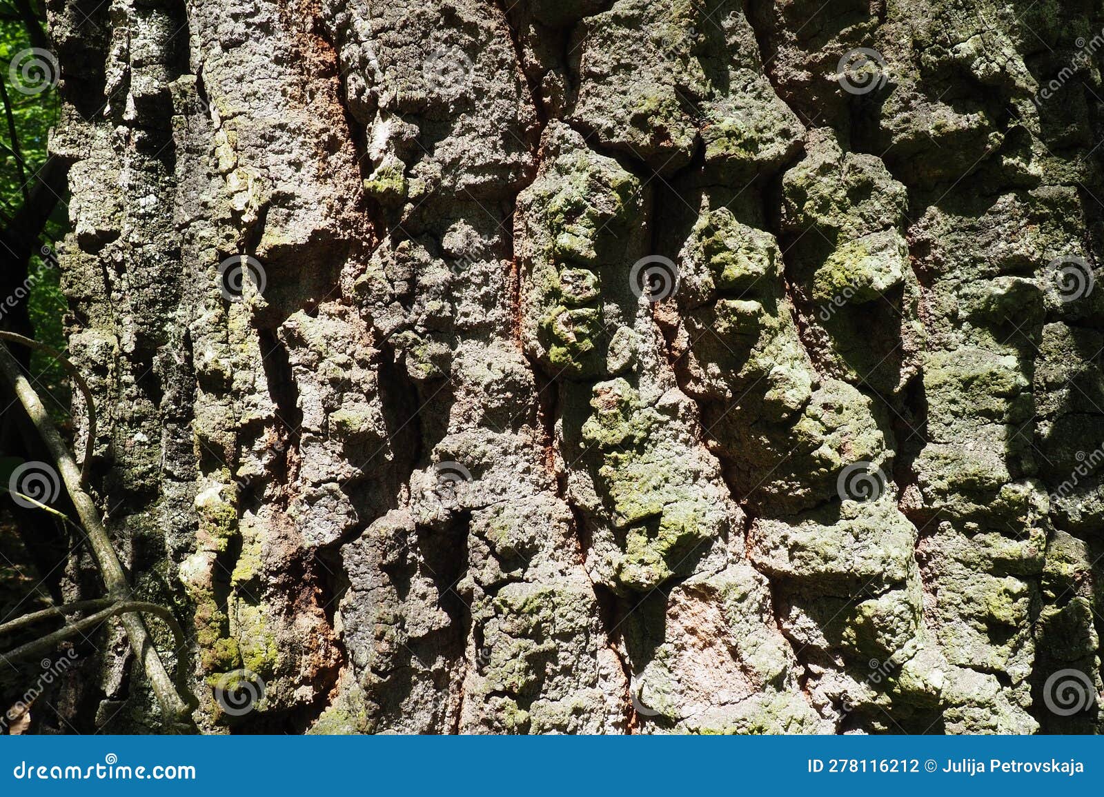 Oak Bark Macro, Tree Trunk Close-up, Texture Stock Photo - Image of ...