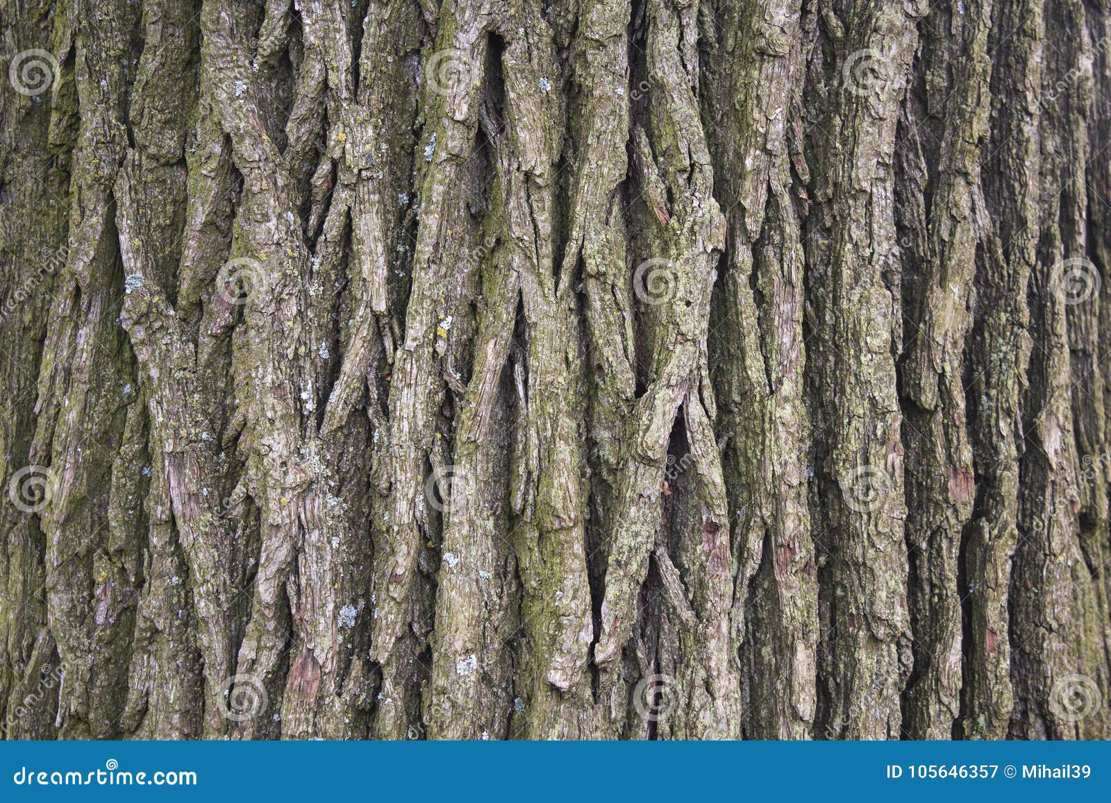 Oak Bark Macro, Tree Trunk Close-up Stock Image - Image of background ...