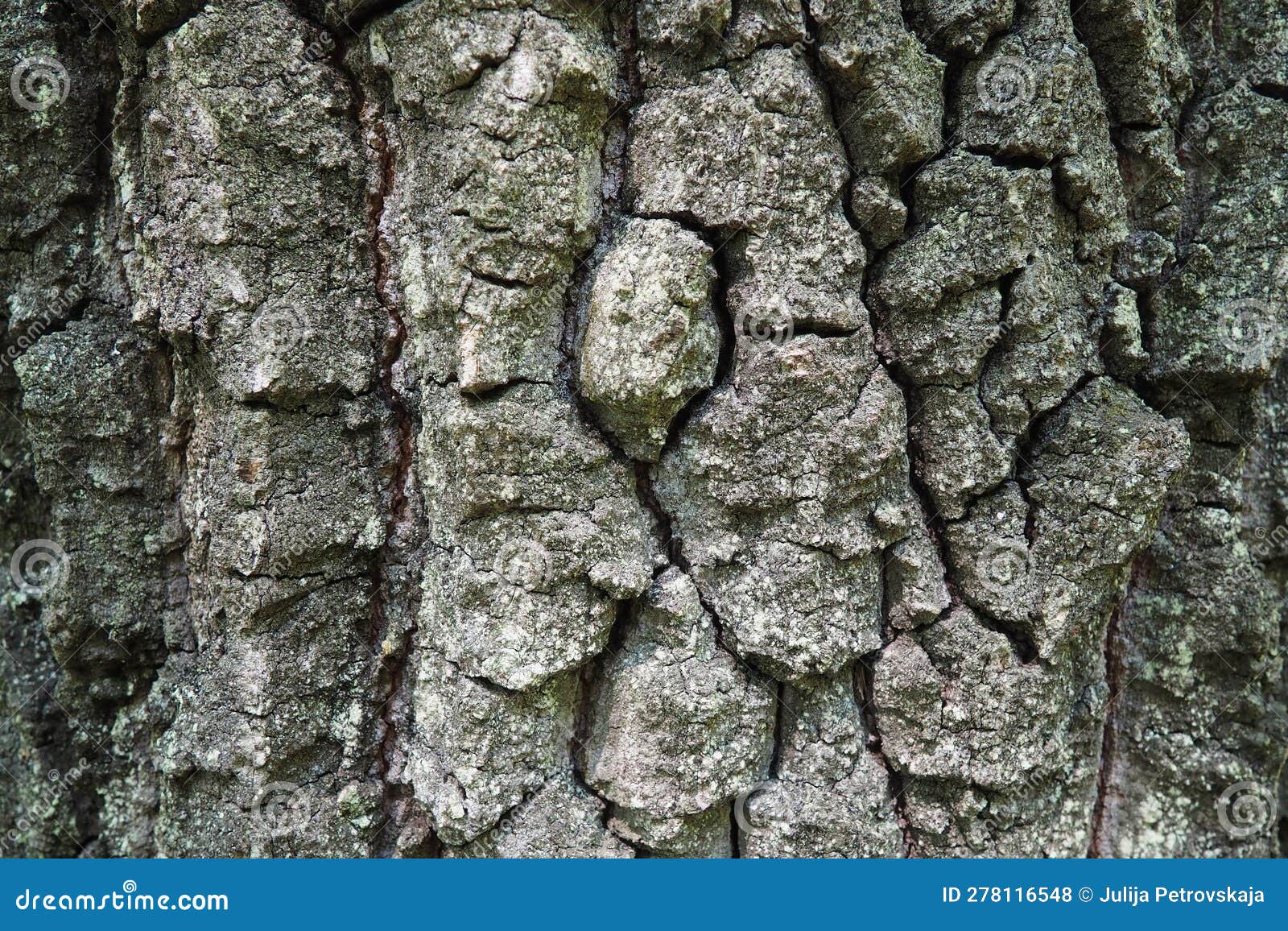 Macro Tree Bark Textures, Abstract Background, Natural Textures, Organic Background Textures ...