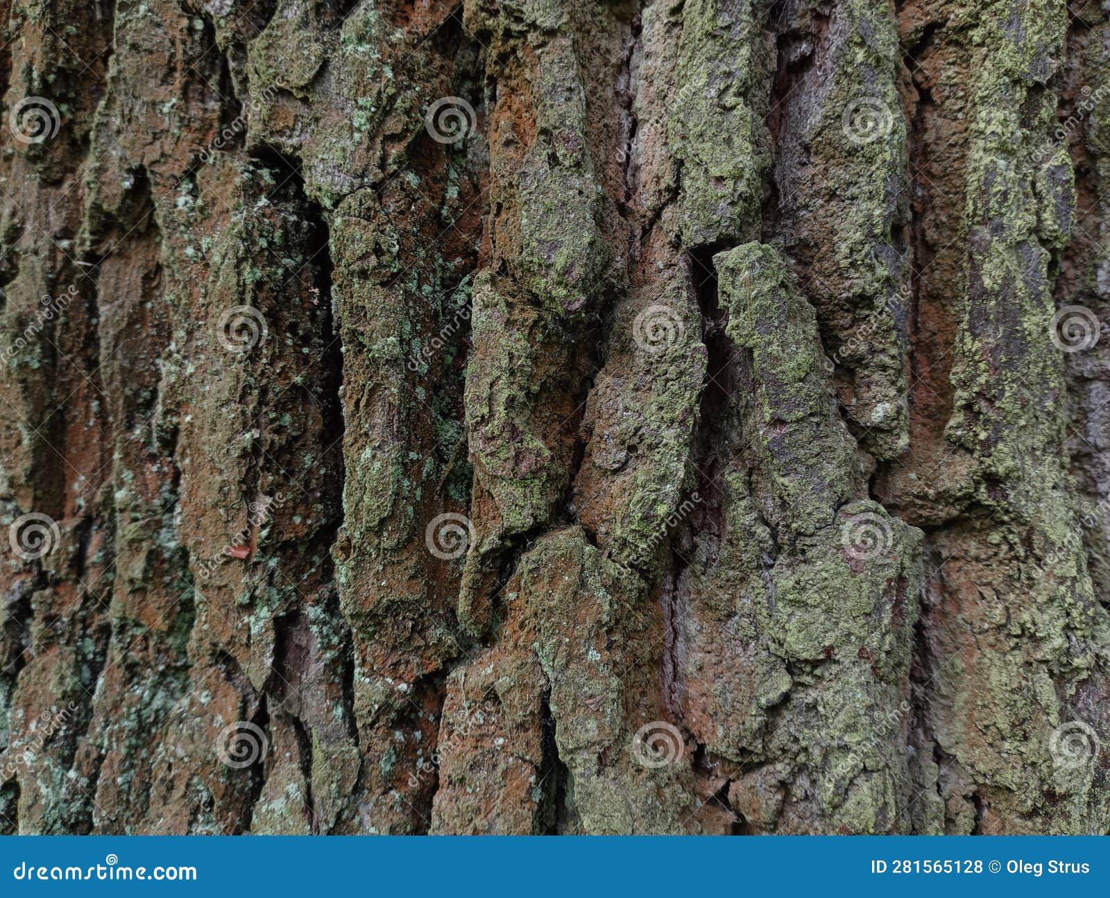 Oak Bark Structure. a Healthy Tree. Oak Bark Texture Stock Photo ...