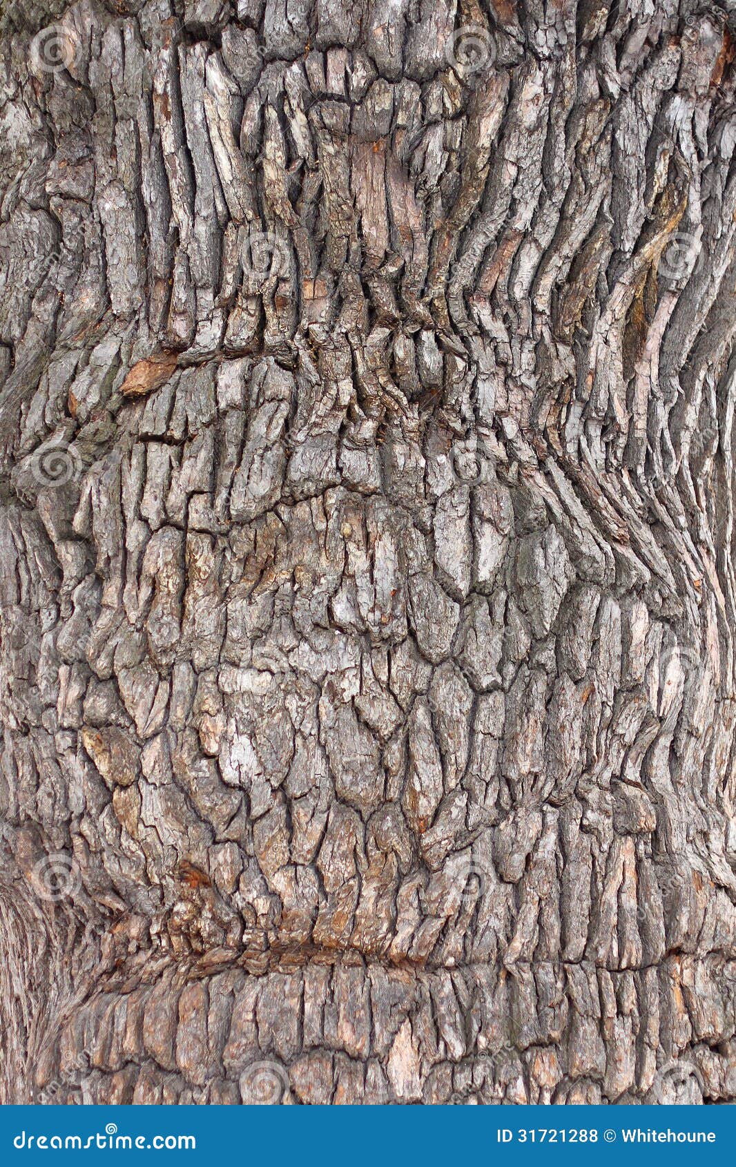 Oak bark texture stock photo. Image of surface, bark - 31721288