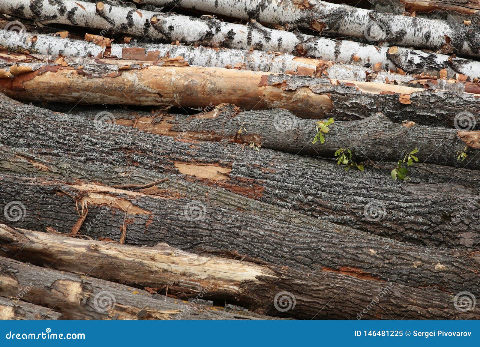 Horizontal Tree Stock Photo | CartoonDealer.com #34163286