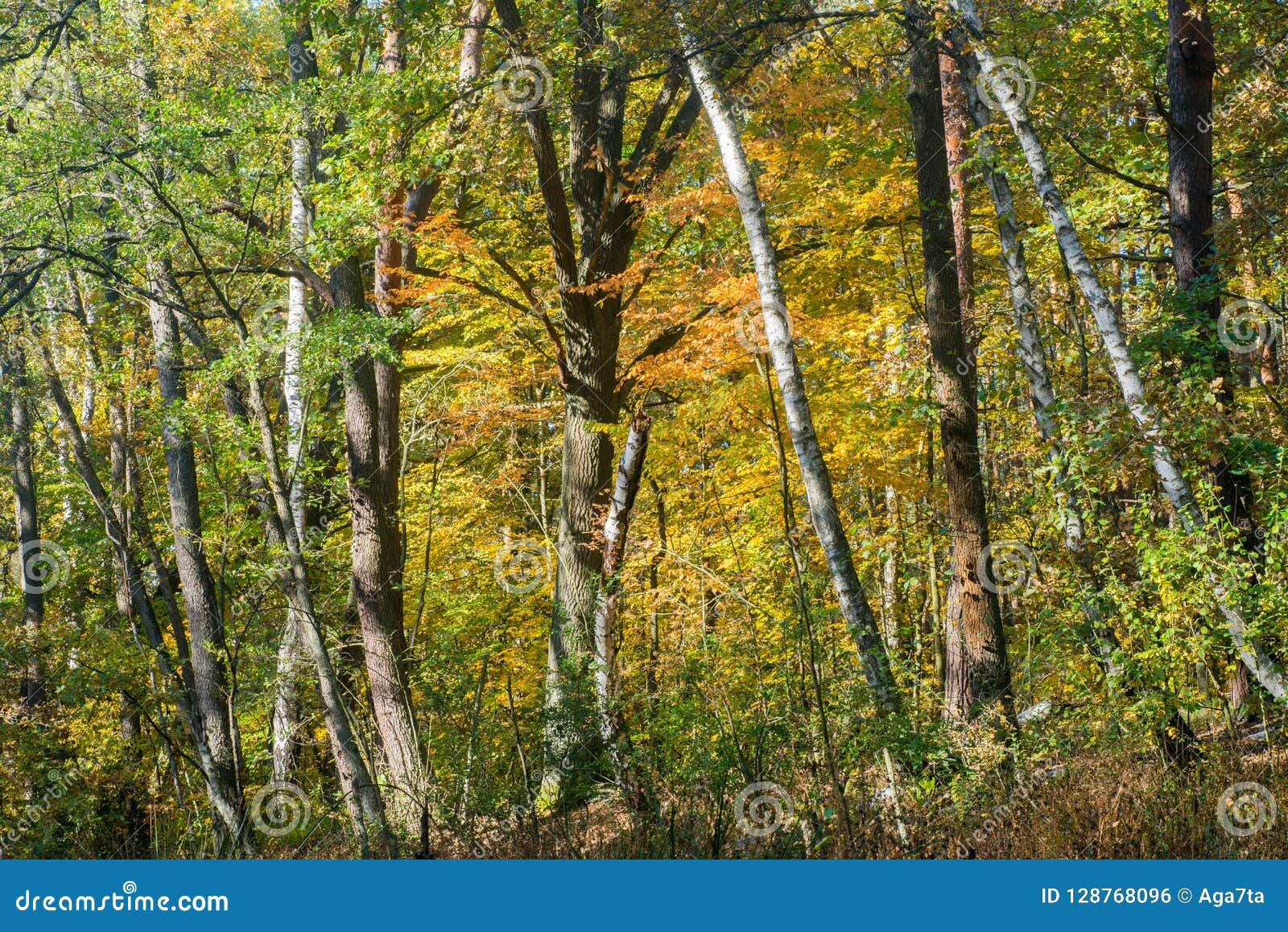 Oak an Birch Trees in Fall Forest Stock Photo - Image of bright, europe ...