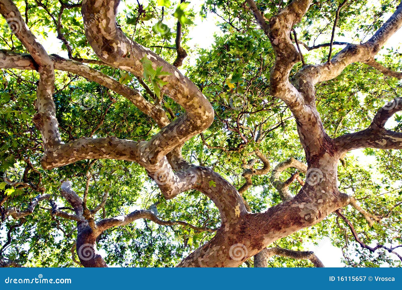 Oak branch stock image. Image of nature, green, autumn - 16115657