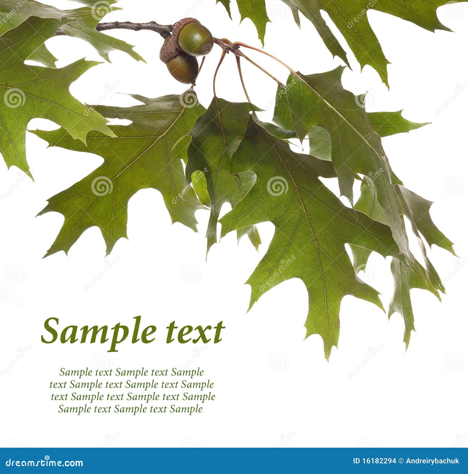 Oak branch stock photo. Image of nuts, autumn, plant - 16182294