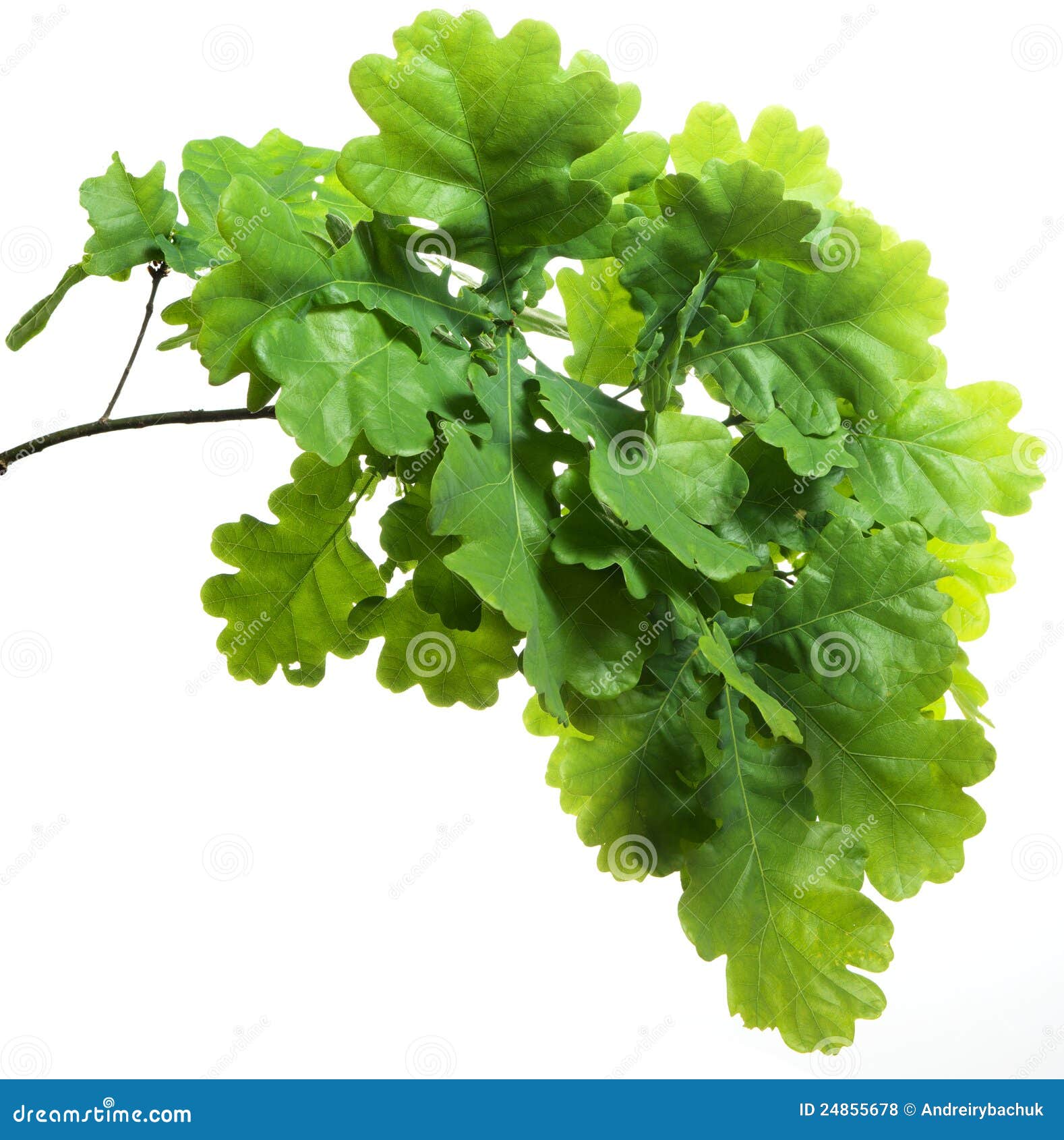 Oak branch stock photo. Image of branch, woods, growth - 24855678