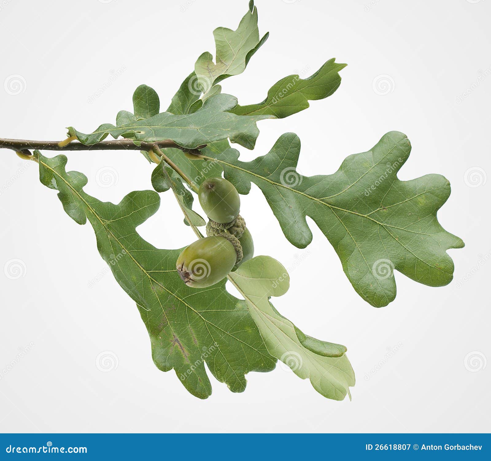 Oak branch stock image. Image of plant, path, fresh, clipping - 26618807