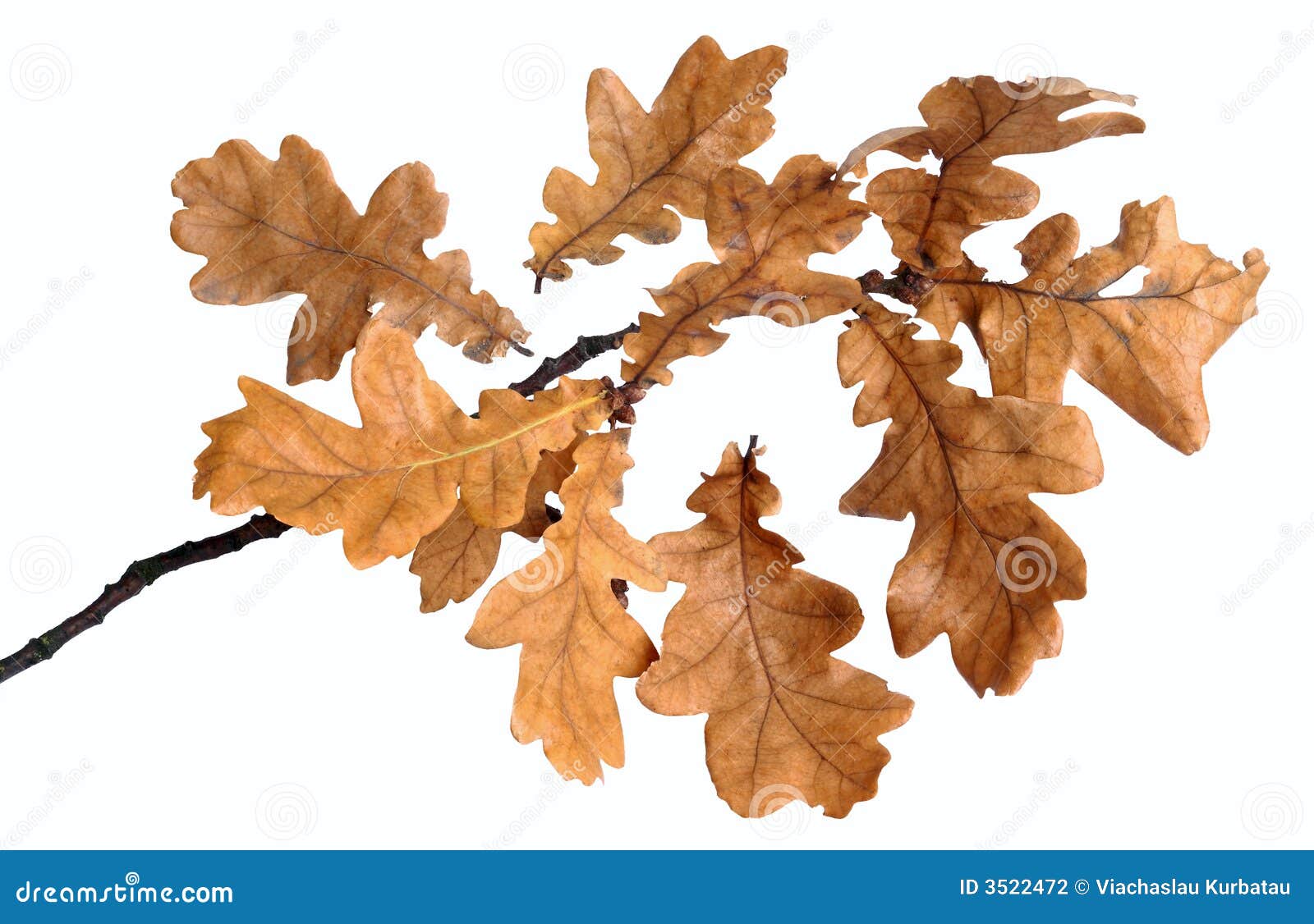 Oak branch stock photo. Image of abstract, acorn, laminar - 3522472