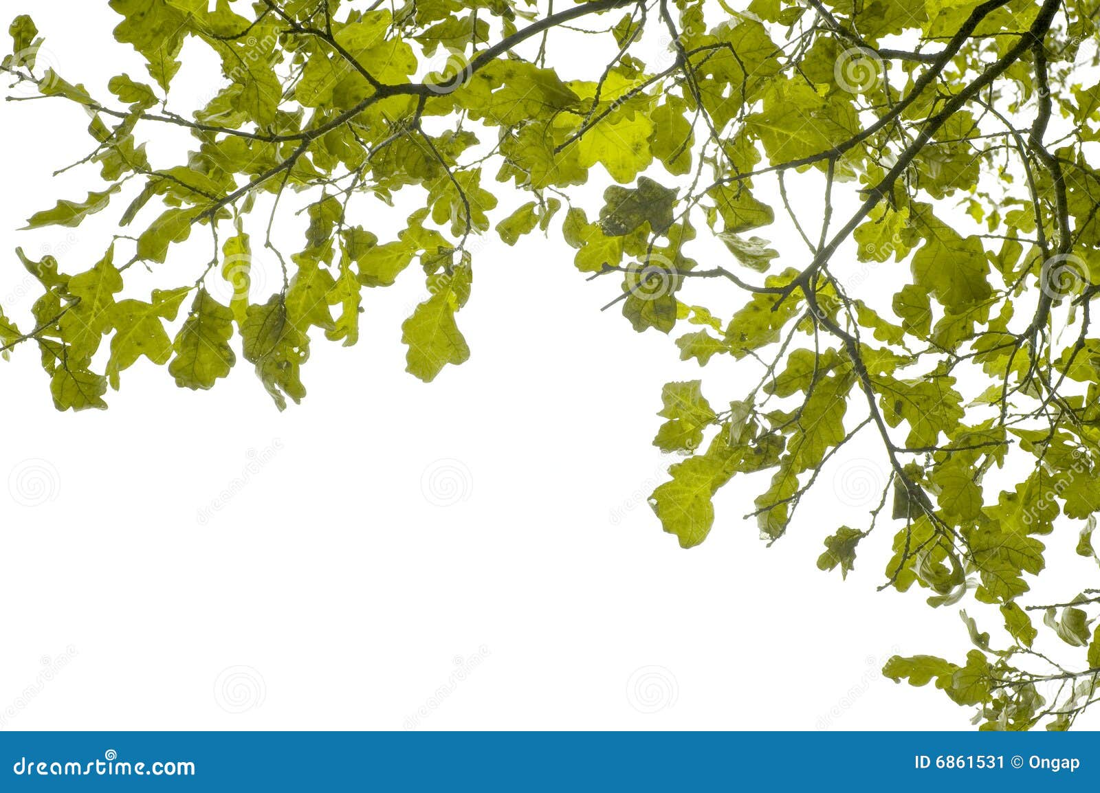 Oak branch stock image. Image of isolated, rural, green - 6861531