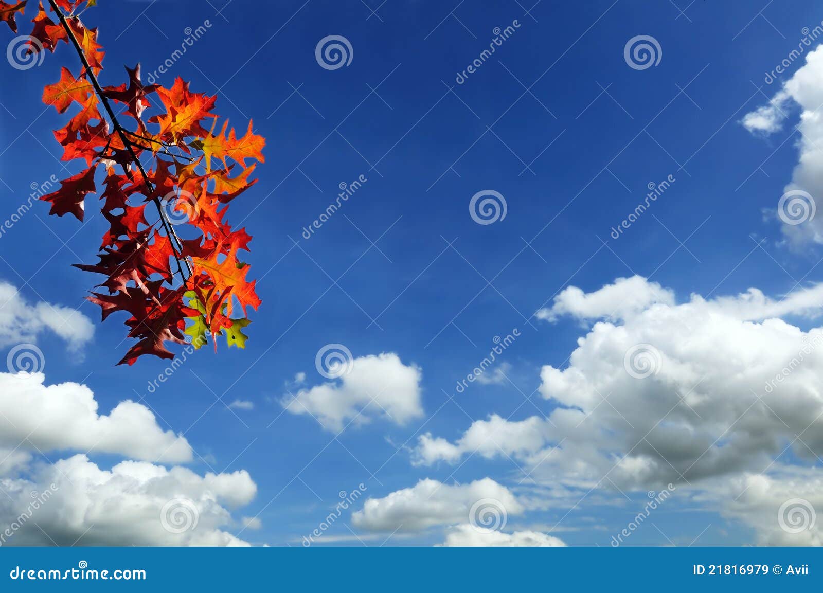 Oak Branch Against a Cloudy Blue Sky Stock Image - Image of lush ...