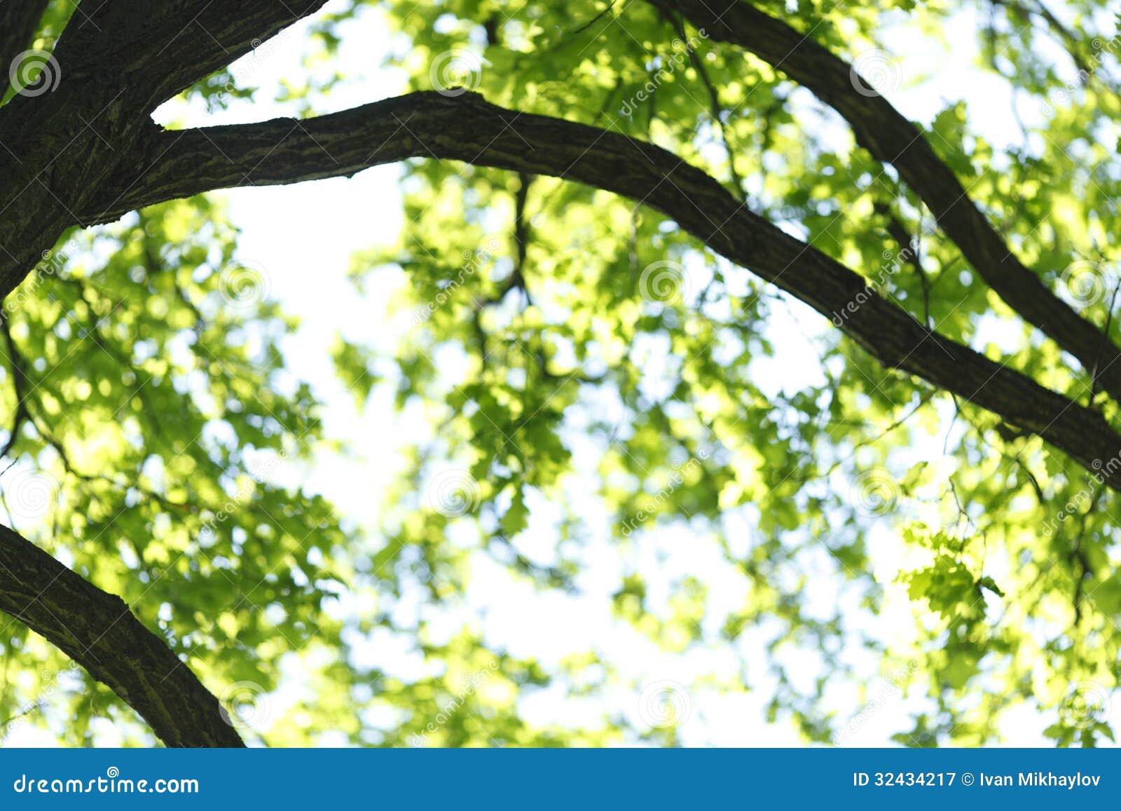 Oak branch stock image. Image of wood, sunlight, branch - 32434217