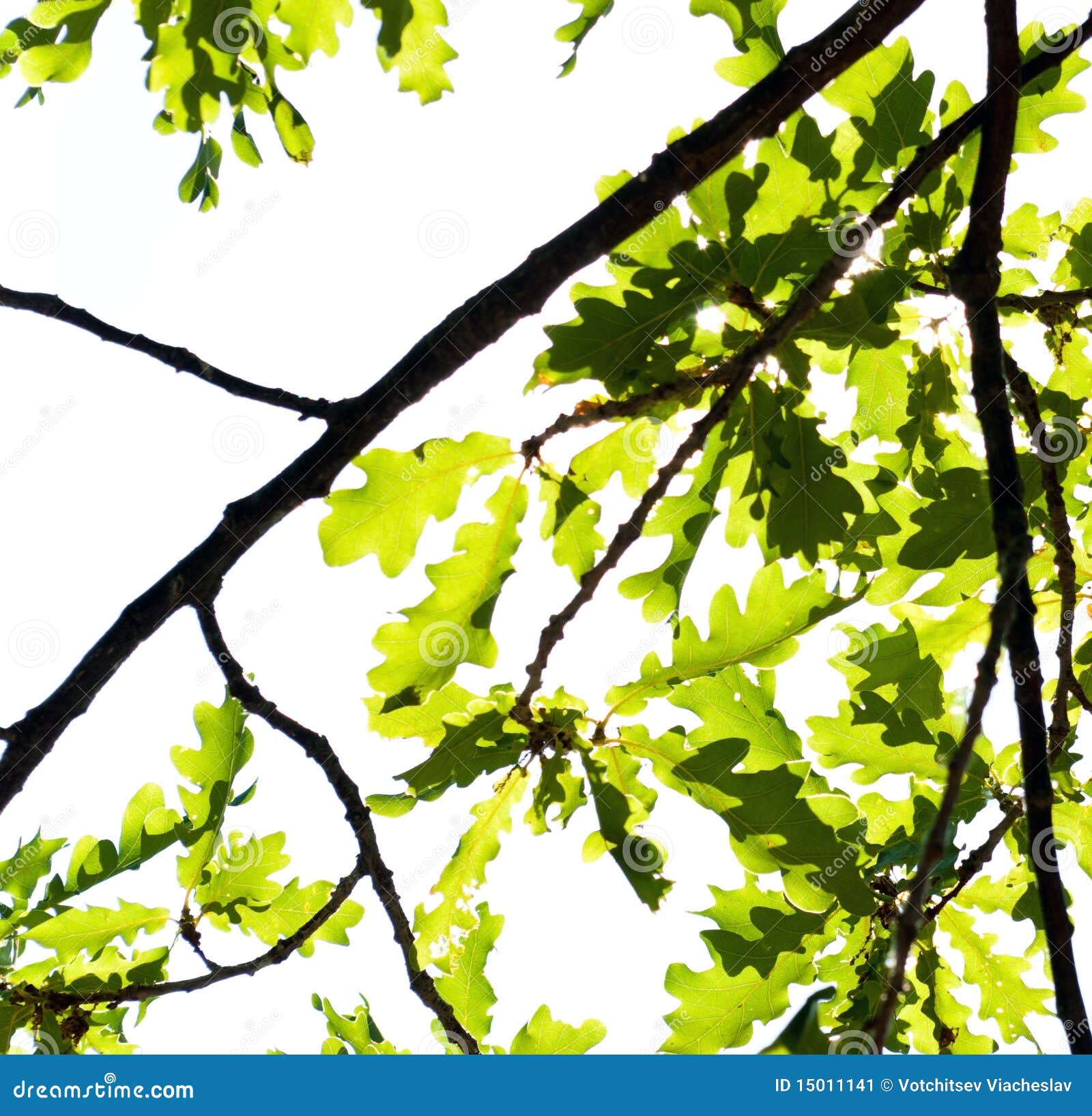 Oak branch isolated stock image. Image of rays, outdoor - 15011141