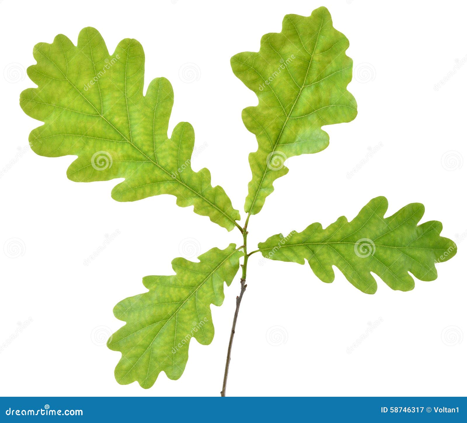 Oak branch stock image. Image of closeup, deciduous, summer - 58746317