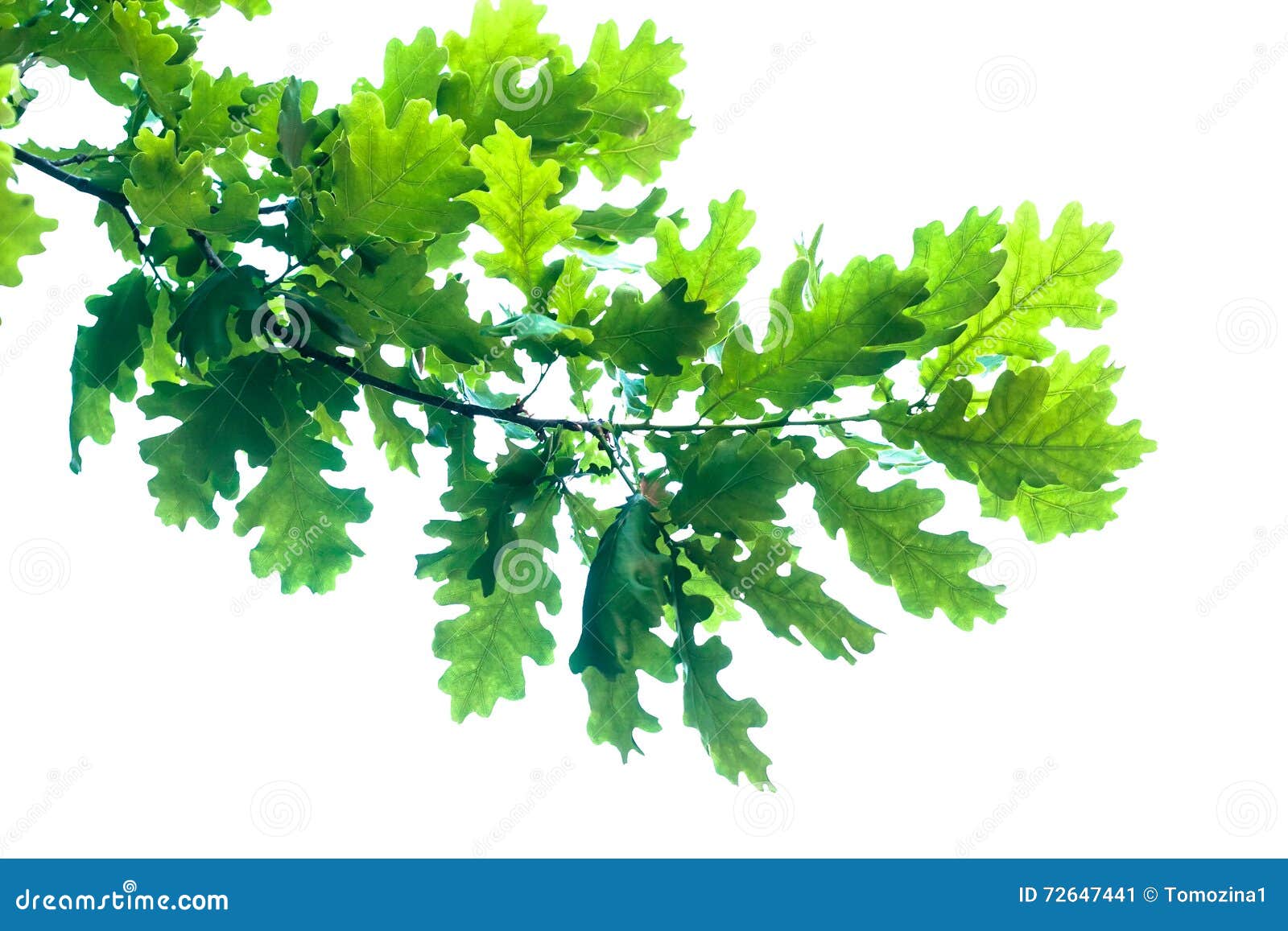 Oak branch stock image. Image of nature, park, natural - 72647441