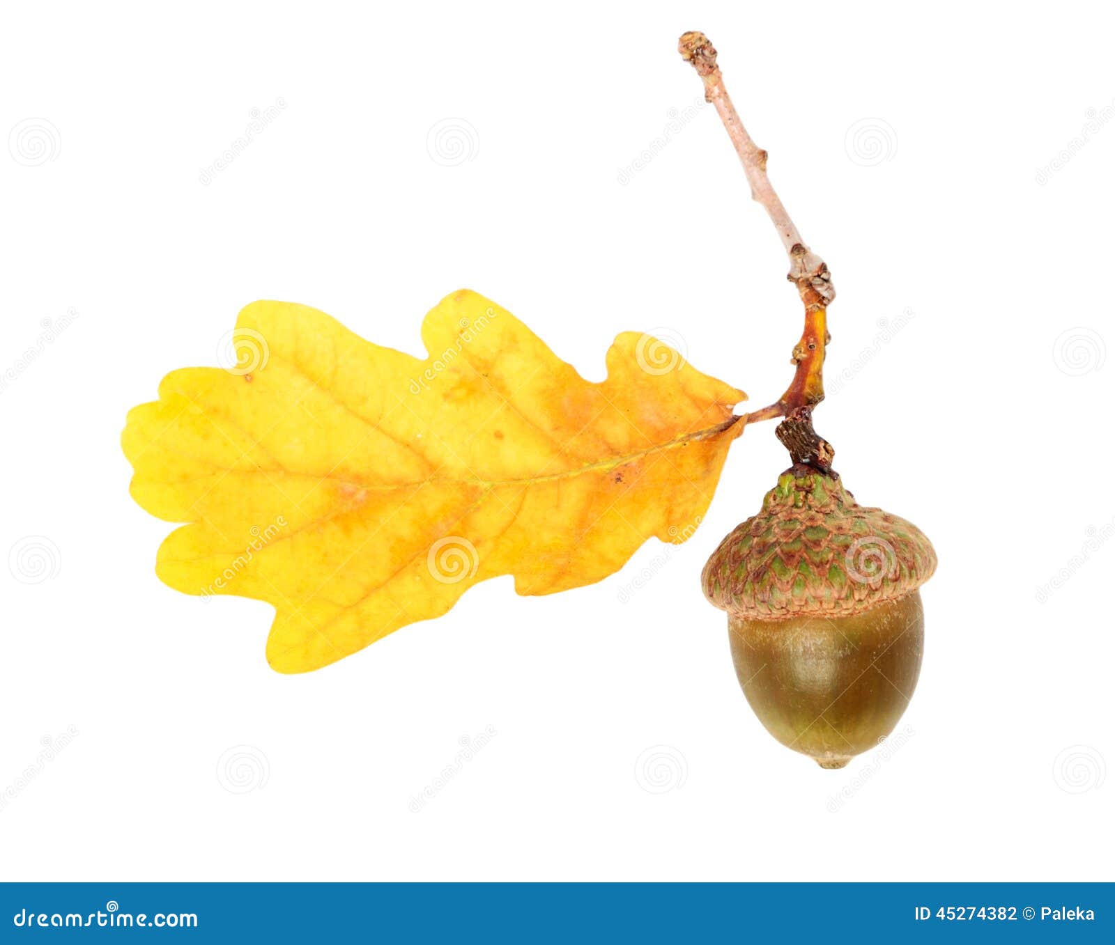 Oak branch stock photo. Image of fall, branch, tree, leaf - 45274382