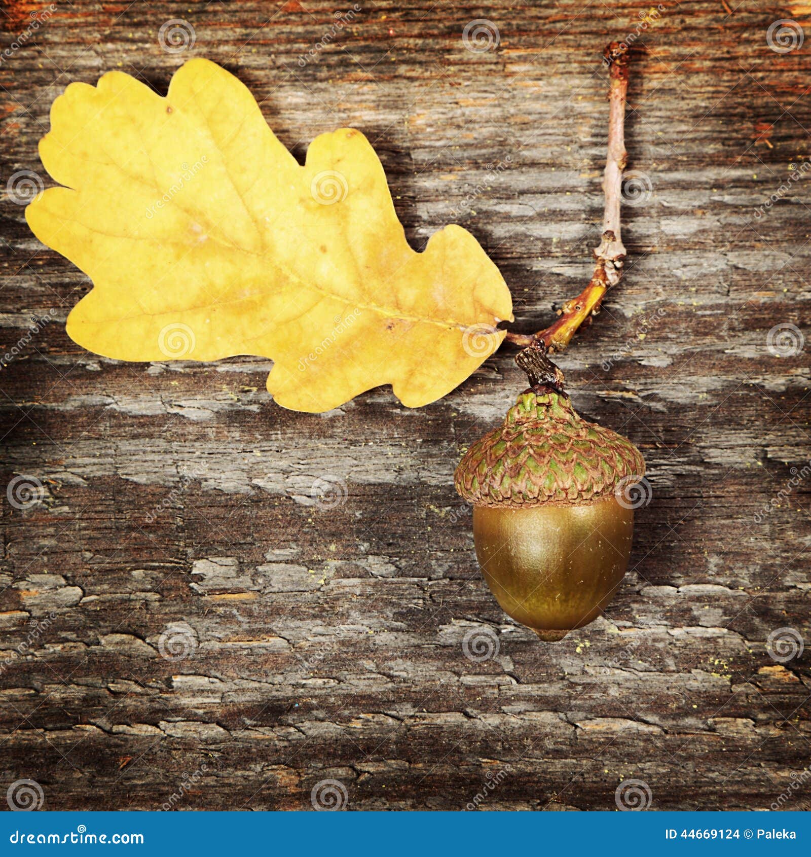 Oak branch stock photo. Image of brown, yellow, branch - 44669124