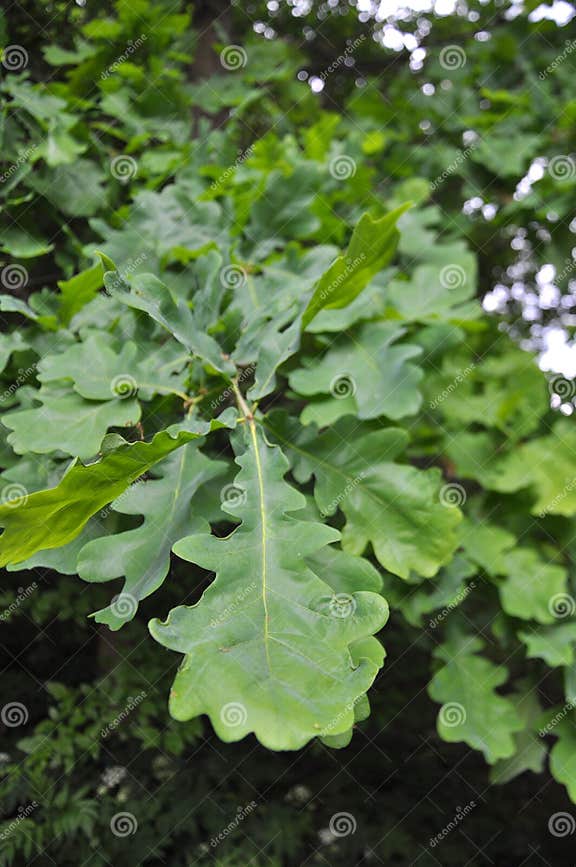 Oak branch with leaves stock photo. Image of outdoor - 268769176