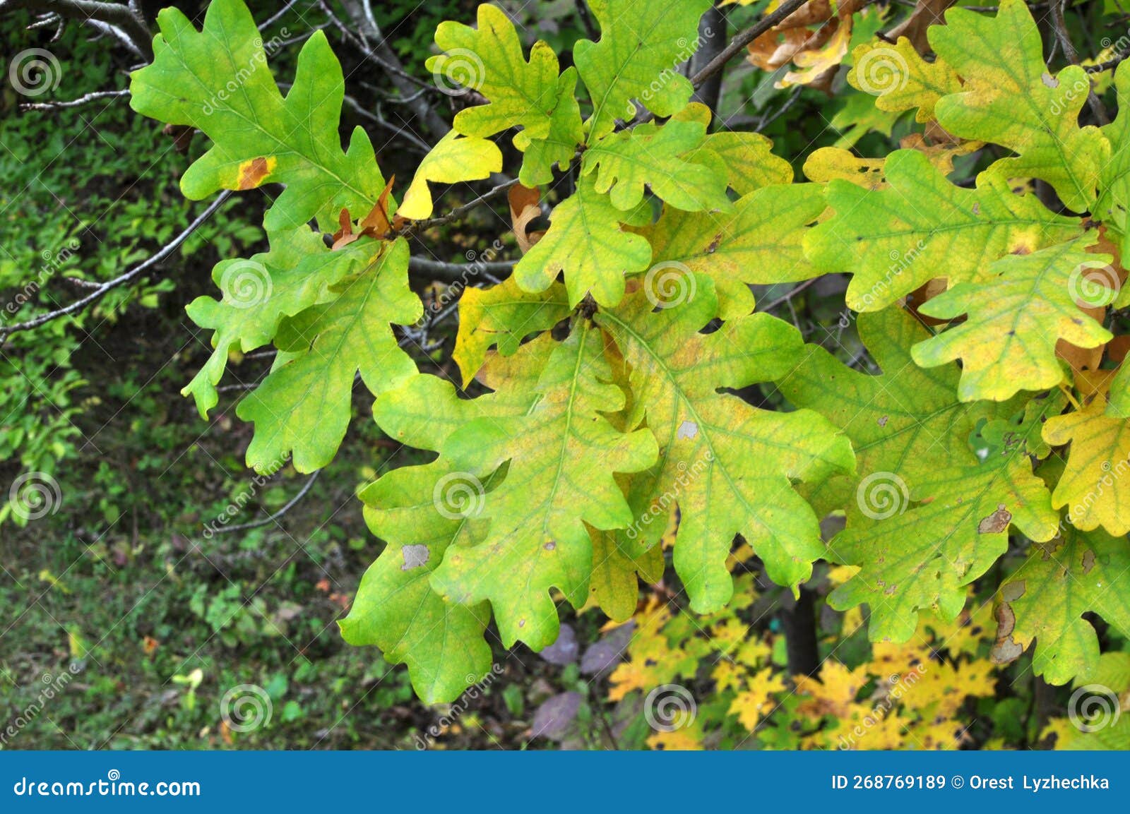 Oak branch with leaves stock image. Image of foliage - 268769189