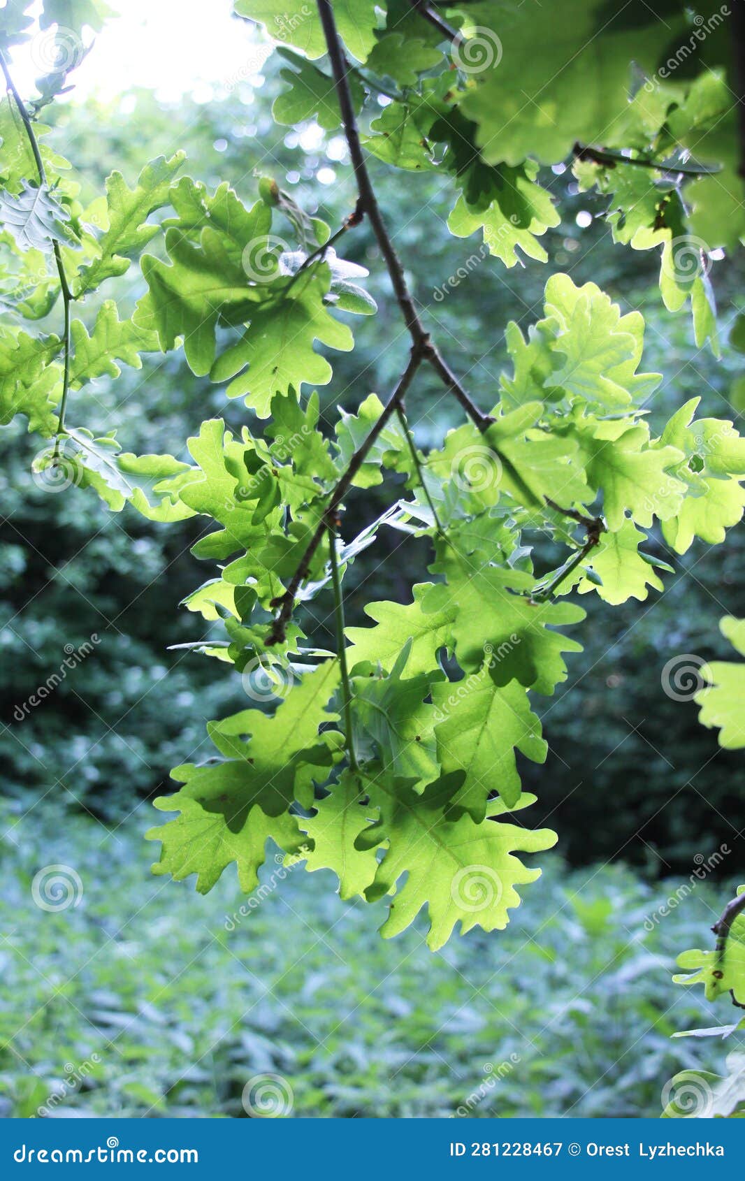 Oak branch with leaves stock image. Image of trunk, backlit - 281228467