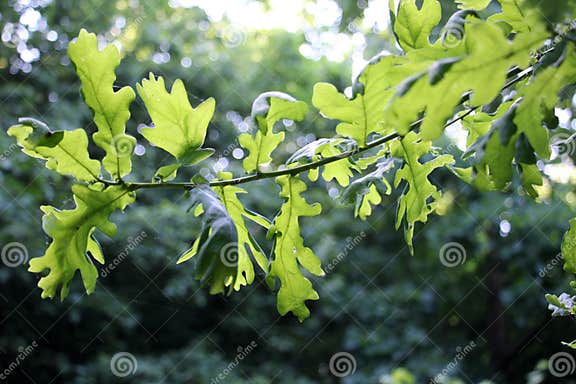 Oak branch with leaves stock image. Image of natural - 281228527