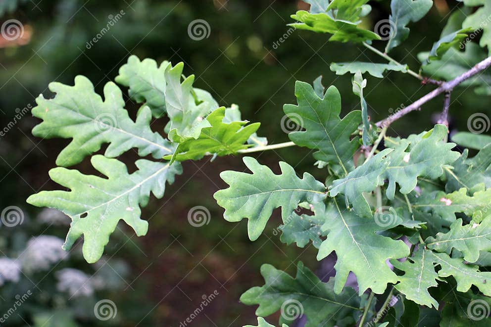 Oak branch with leaves stock photo. Image of trunk, outdoor - 281228570