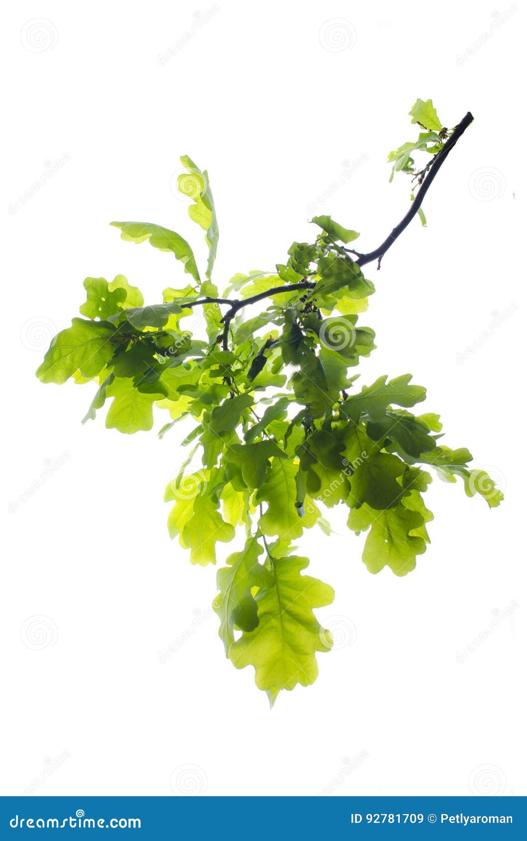 Oak Branch with Leaves on White Isolated Background Stock Image - Image ...