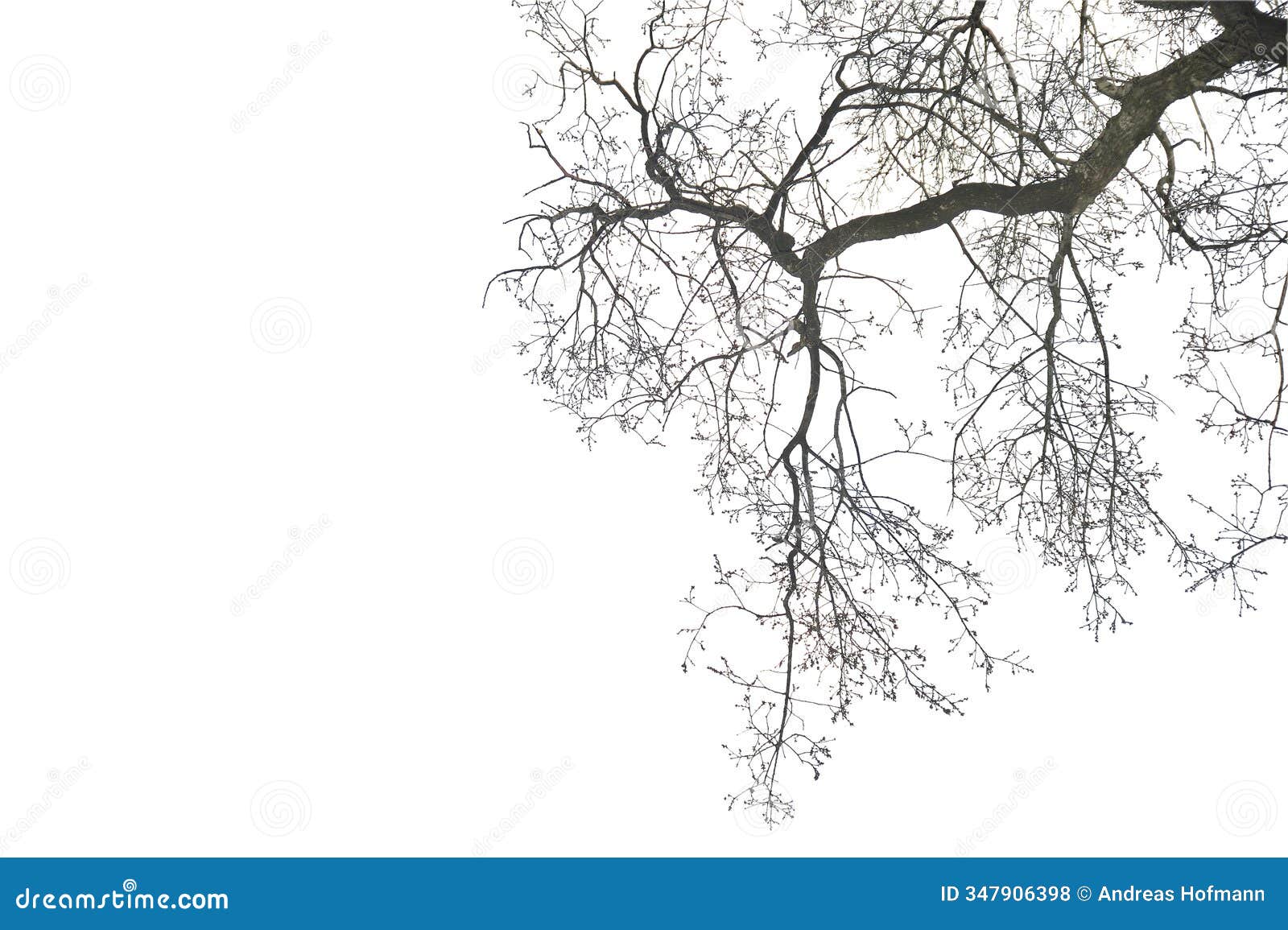 Oak Branch. Natural Oak Tree Branches Silhouette. Stock Photo - Image ...