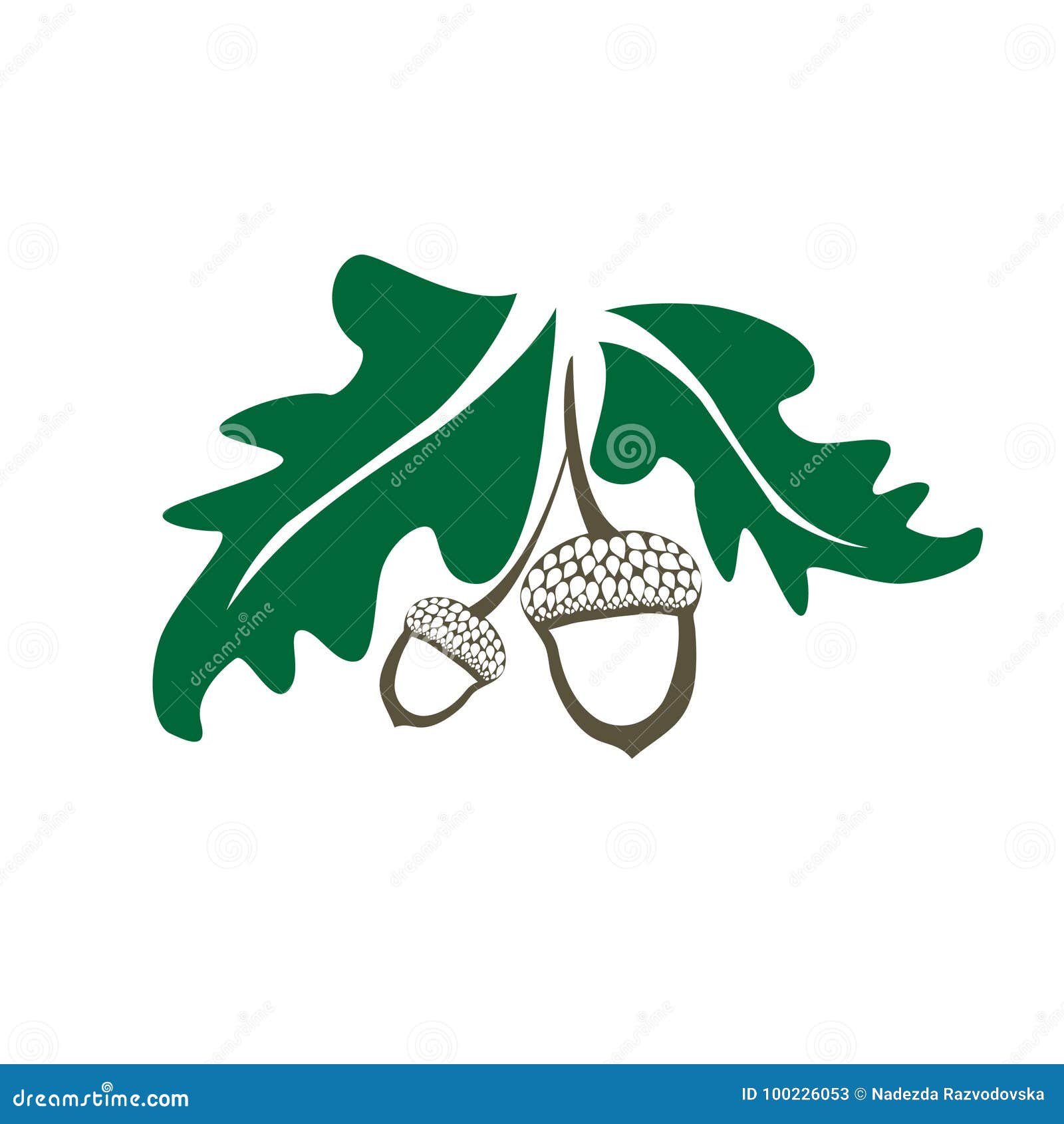 Oak Branch stock vector. Illustration of acorn, seed - 100226053