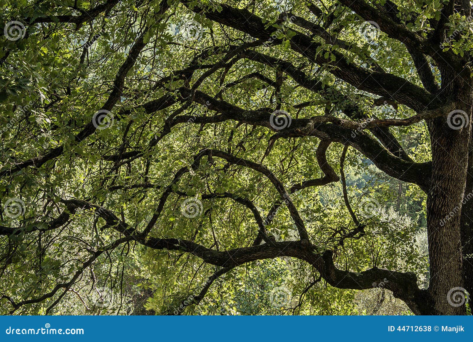 Oak branch stock photo. Image of beautiful, grass, fall - 44712638