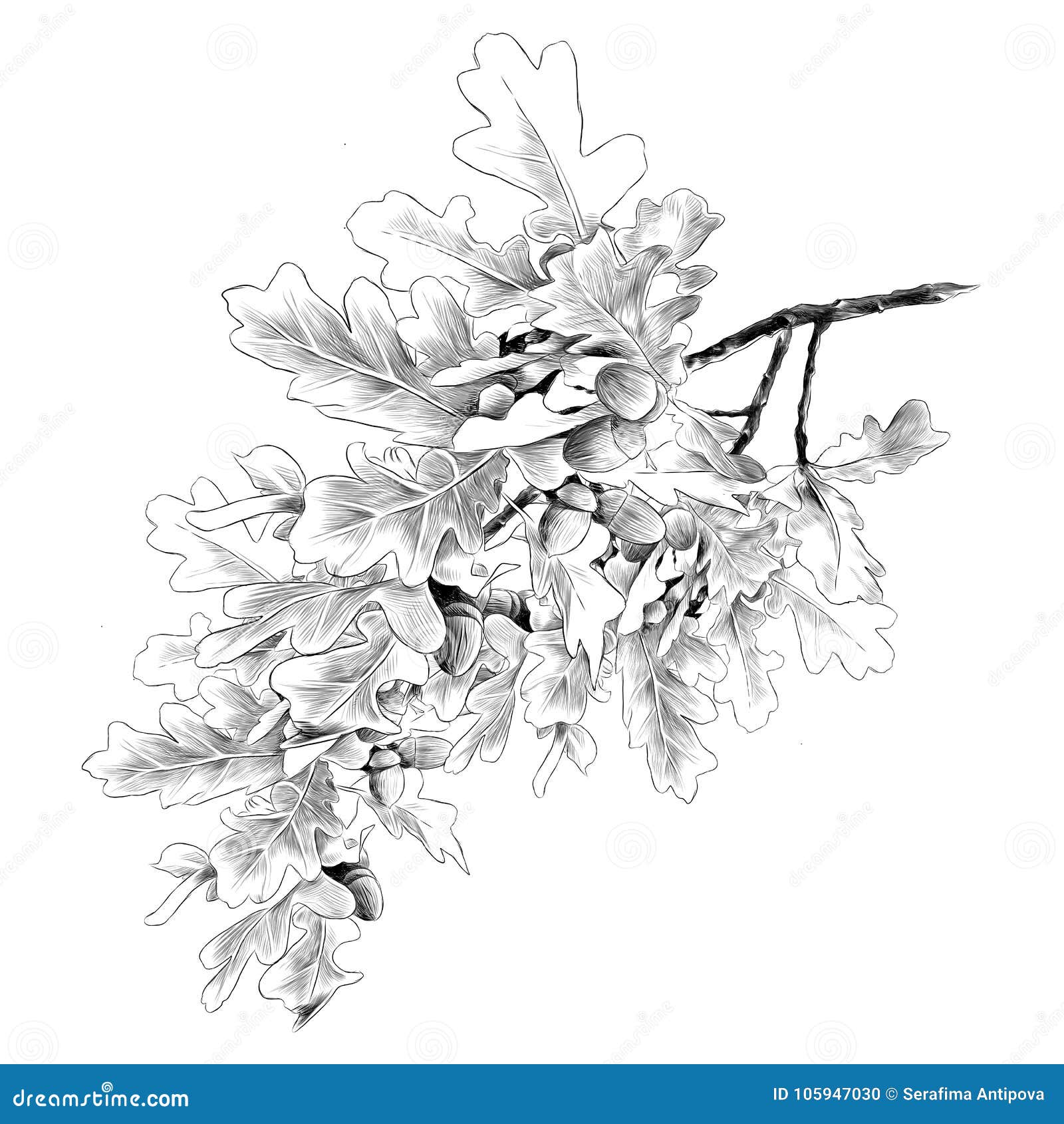 Oak Tree Branch Drawing At Paintingvalleycom Explore