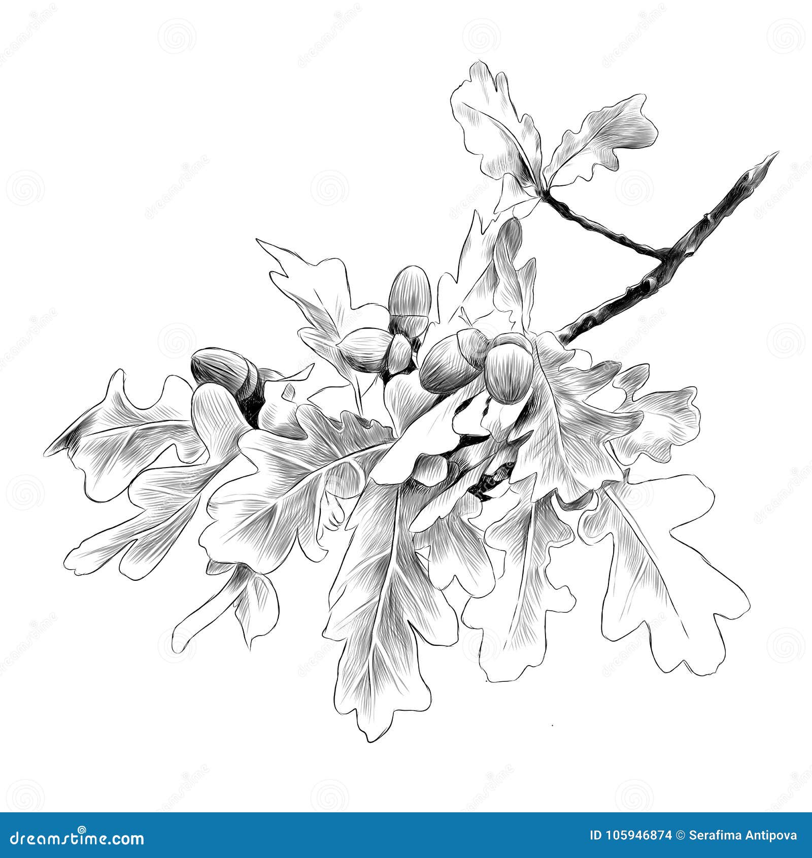 Oak Tree Branch Drawing