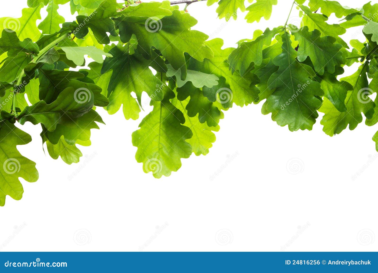 Oak branch in Spring stock photo. Image of branch, growth - 24816256