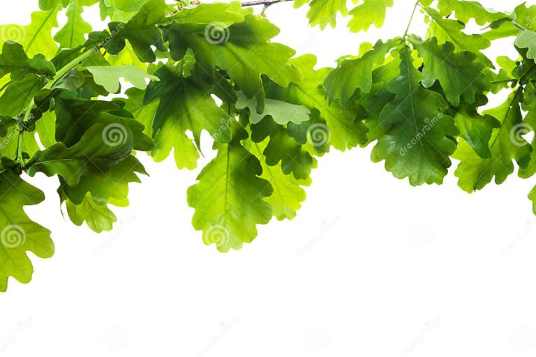 Oak branch in Spring stock photo. Image of branch, growth - 24816256