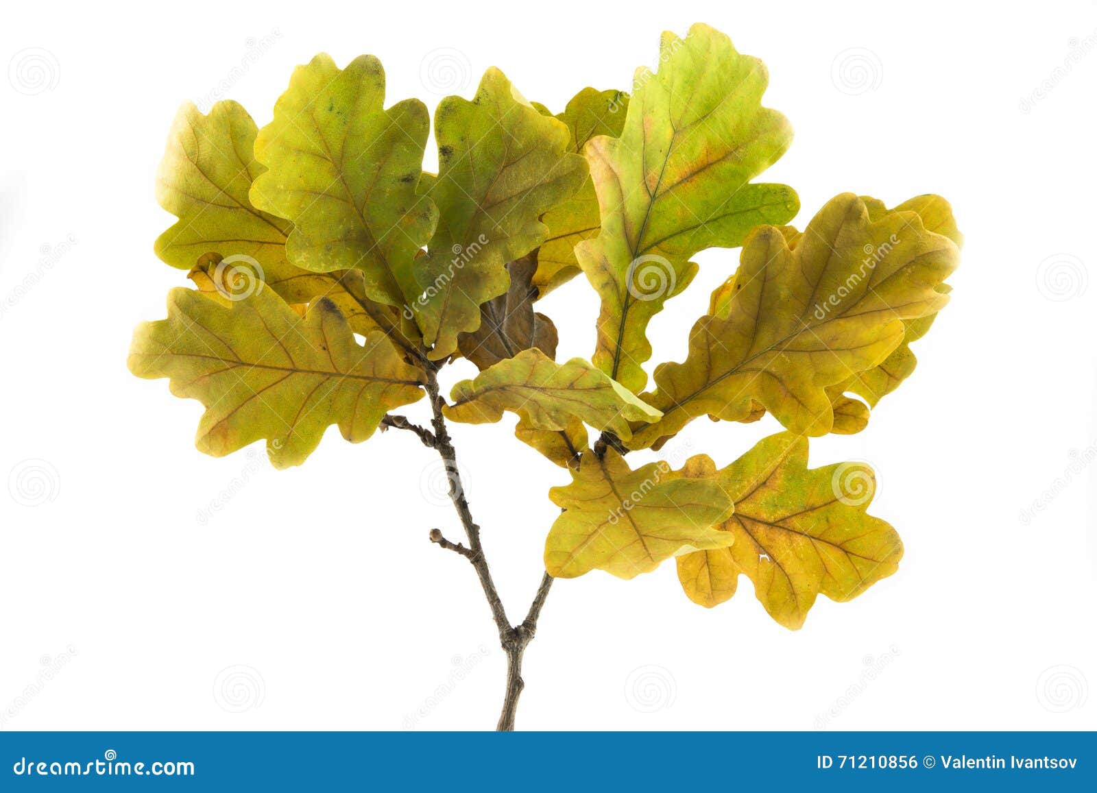 Oak branch stock photo. Image of autumn, yellow, tree - 71210856