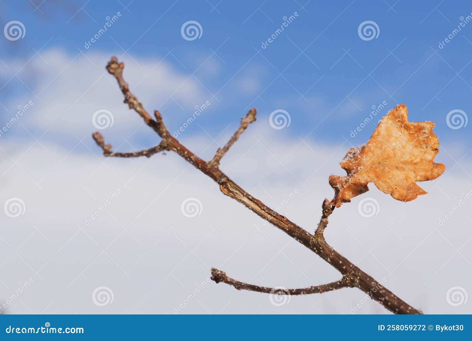 An Oak Branch with a Yellow Leaf is Covered with Frost. Stock Photo ...