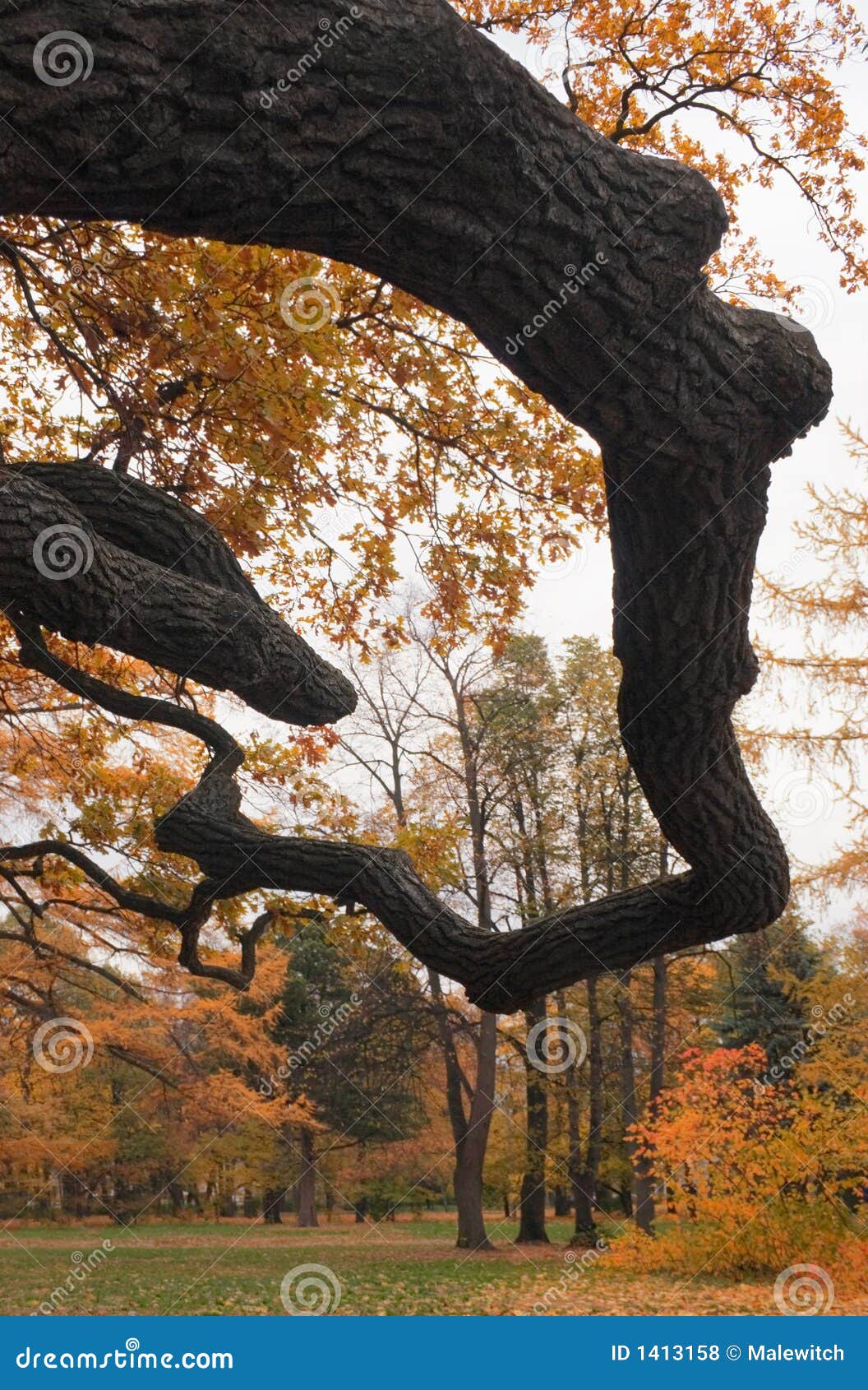 Oak branches-1 stock photo. Image of color, scenic, orange - 1413158