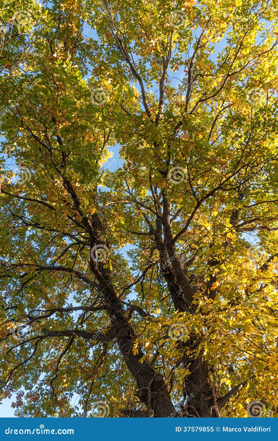 Oak branches stock image. Image of lush, beams, green - 37579855
