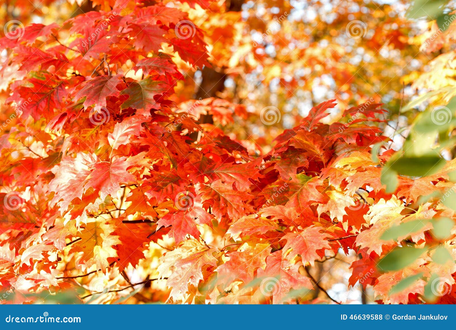 Oak Branches with Beautiful Leaves Stock Photo - Image of focus, fall ...