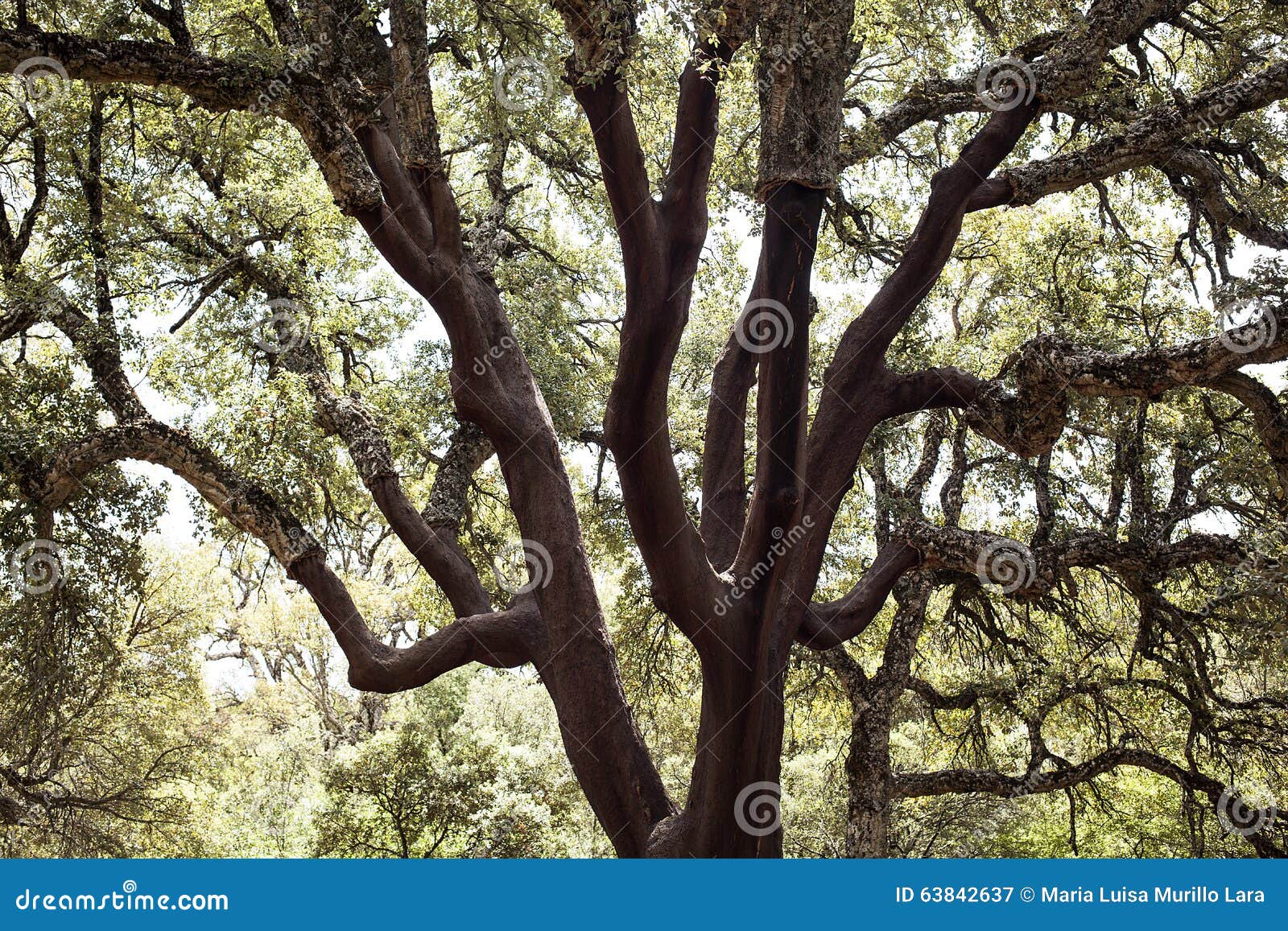 Oak branches stock image. Image of detail, background - 63842637