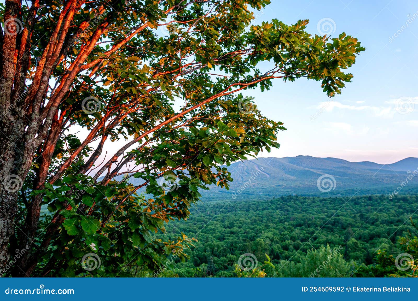 Oak Branches in the Rays of Sunset and Mountains, Summer Landscape ...